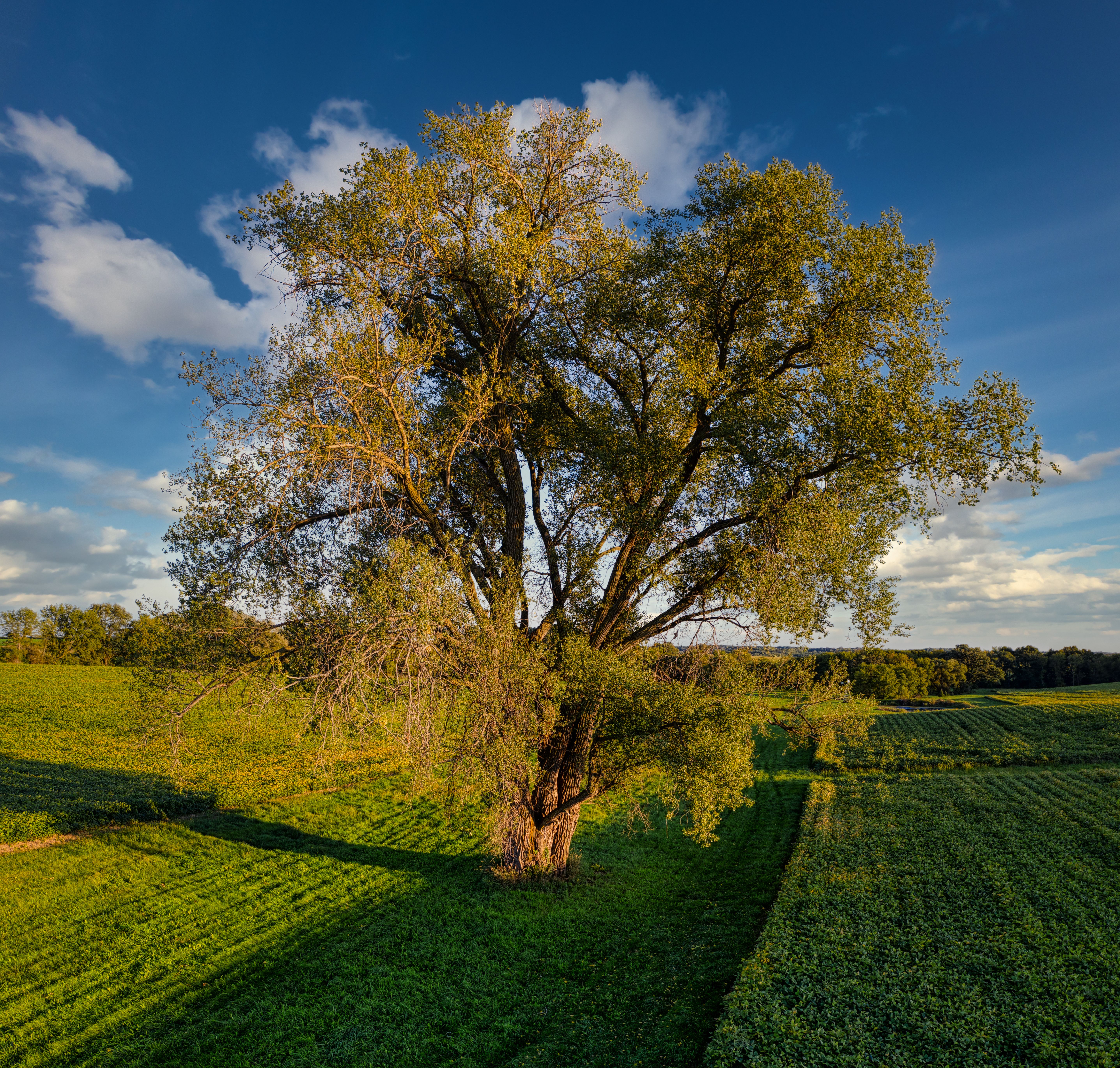 Tree Casting Shadow Photos, Download The BEST Free Tree Casting Shadow ...