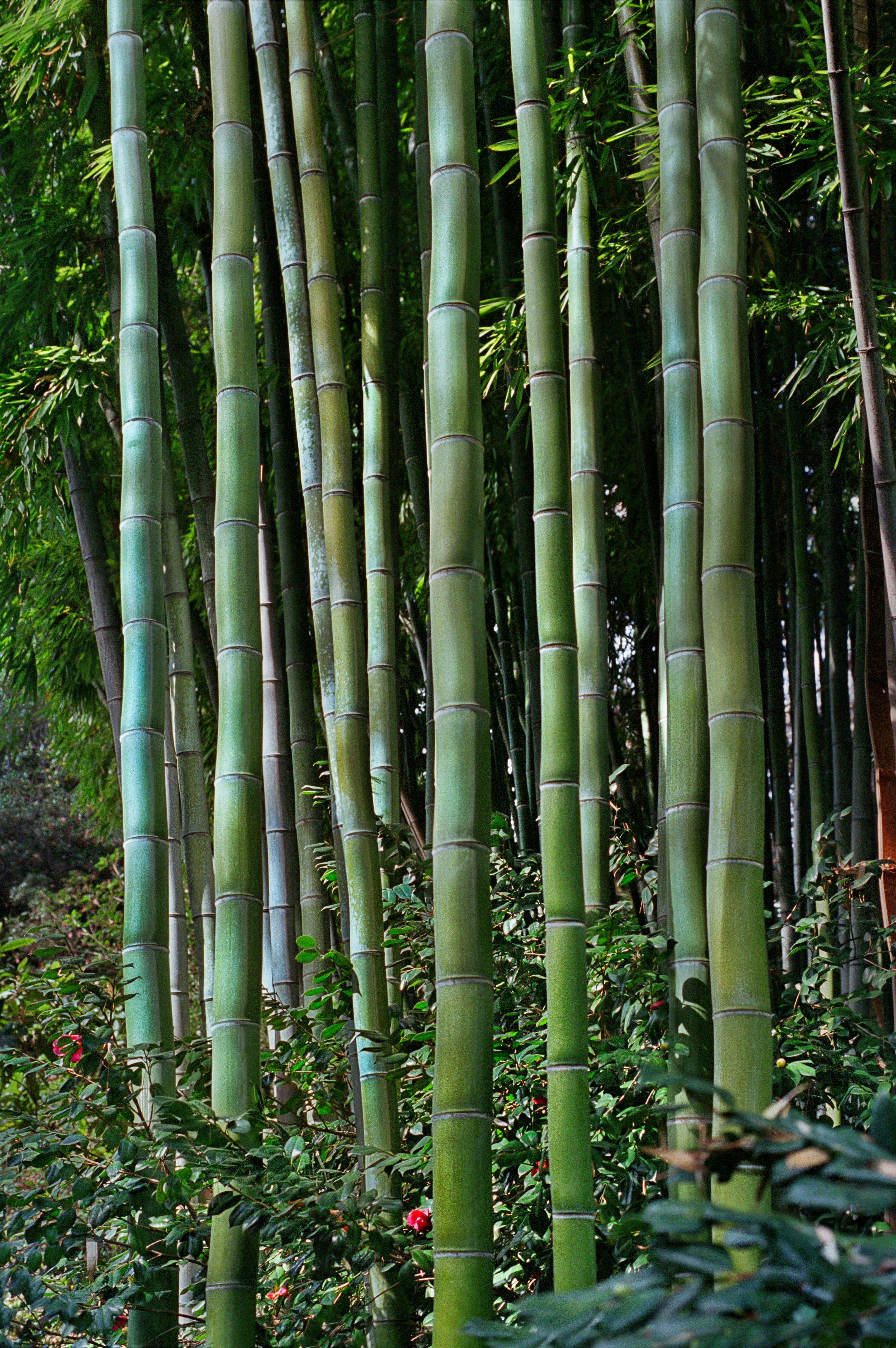 Bamboo Grass · Free Stock Photo