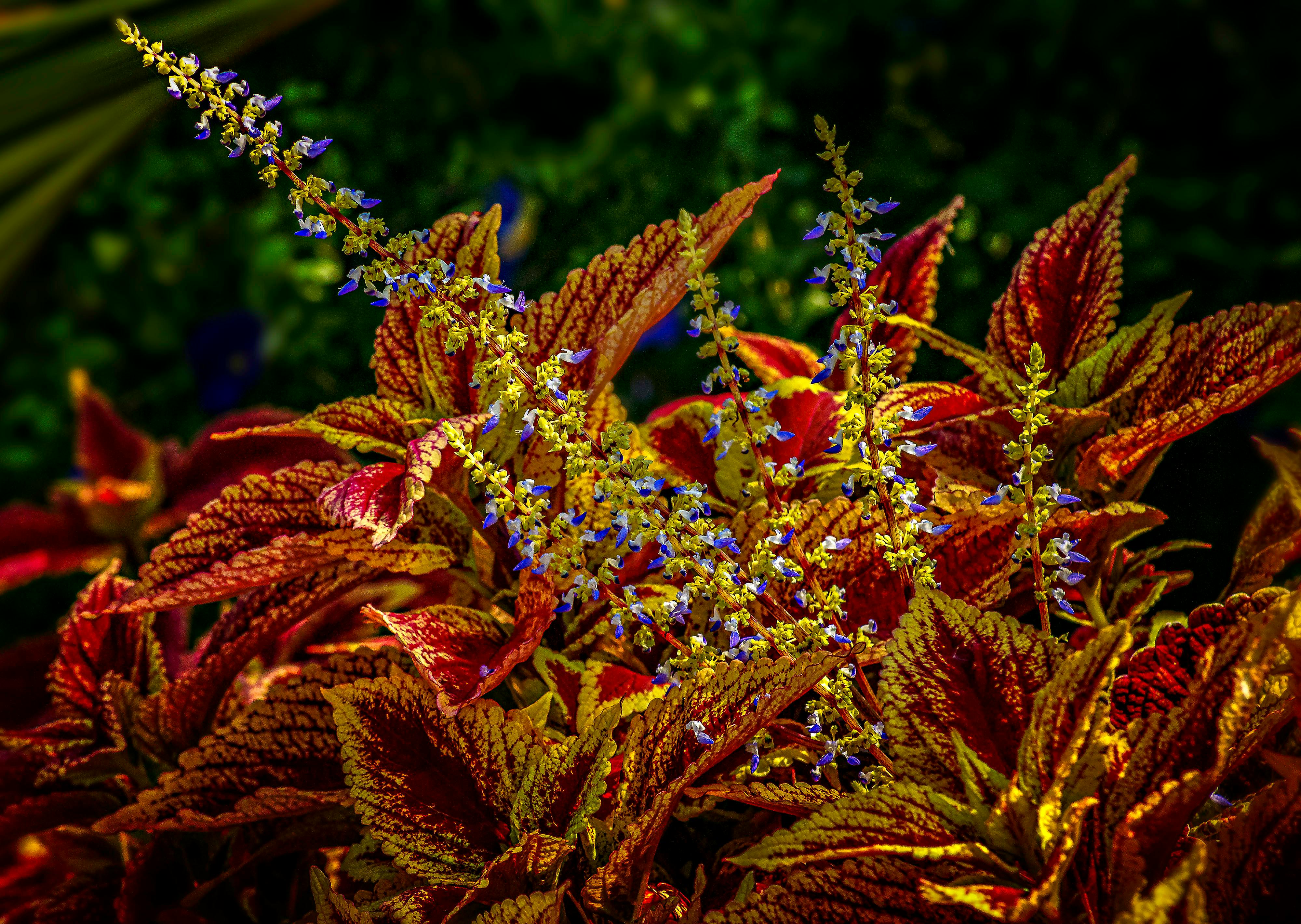 Red with Yellow Coleus Plant · Free Stock Photo