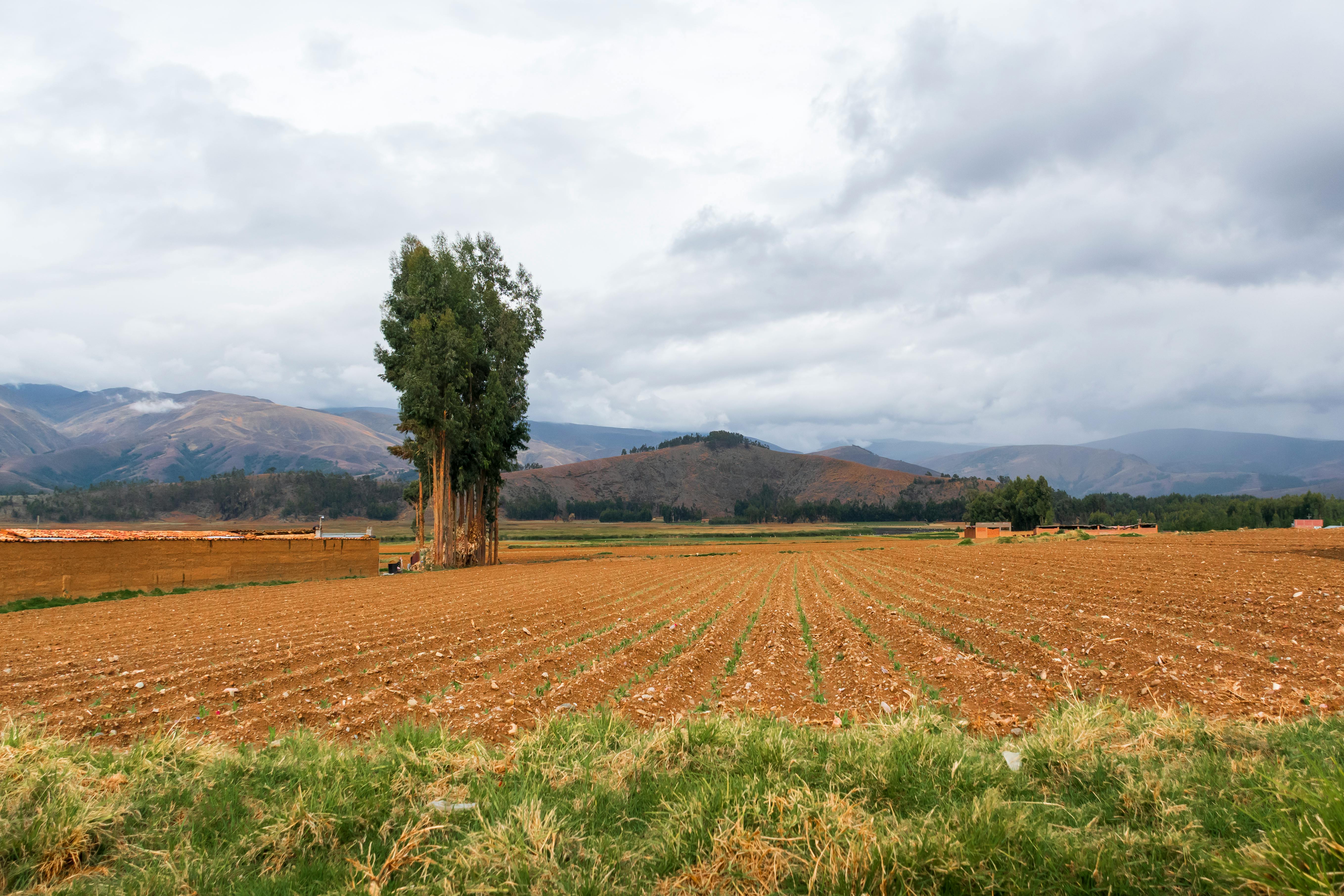 Eye-level Photo Of Cultivated Land · Free Stock Photo