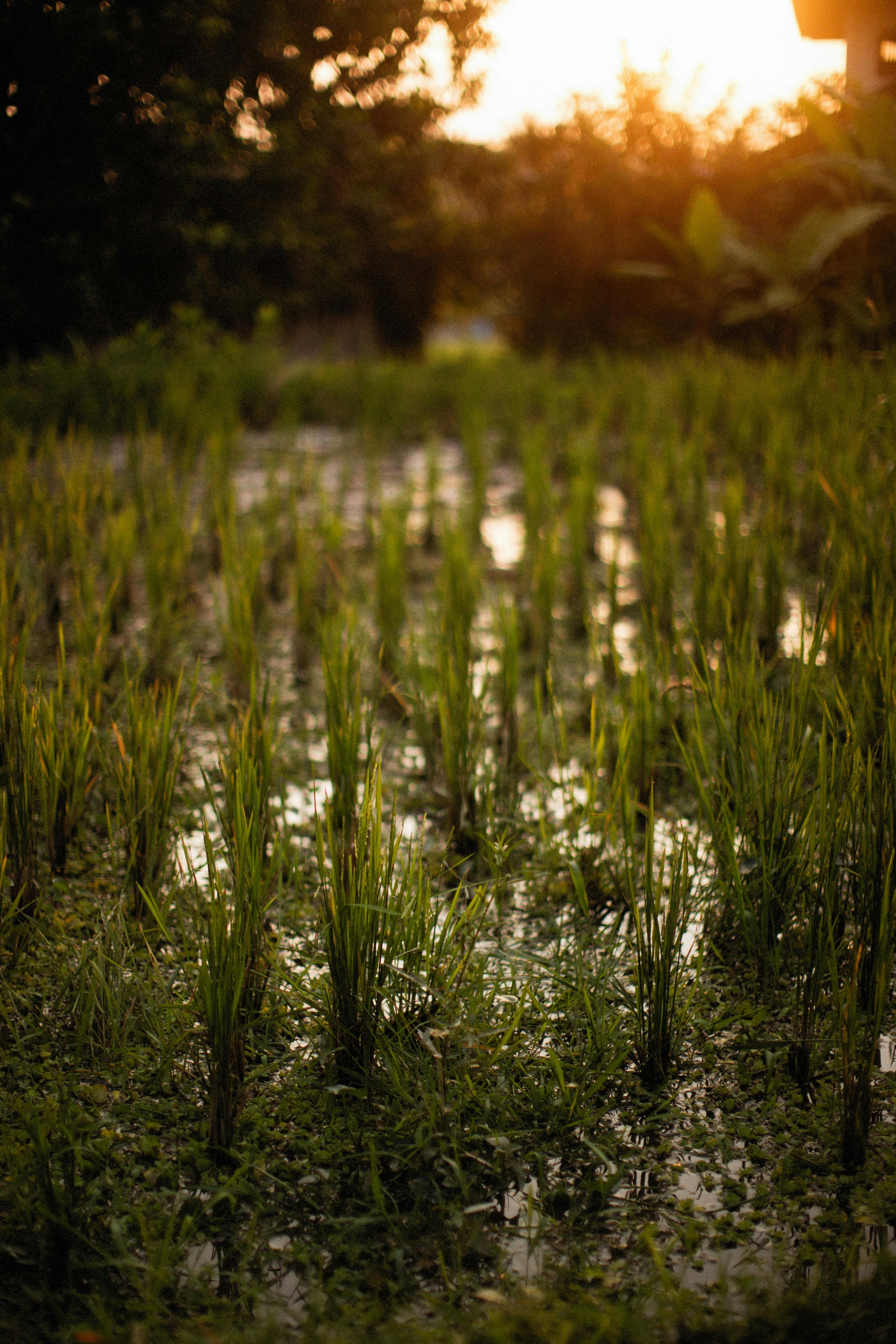 Paddy Field at Sunset · Free Stock Photo