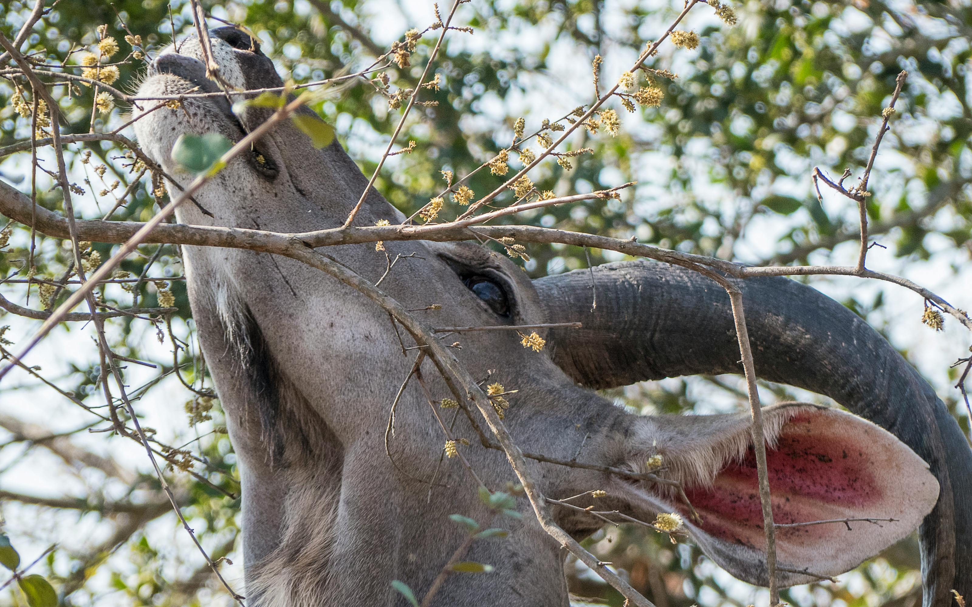 Animal Eating Leaves · Free Stock Photo