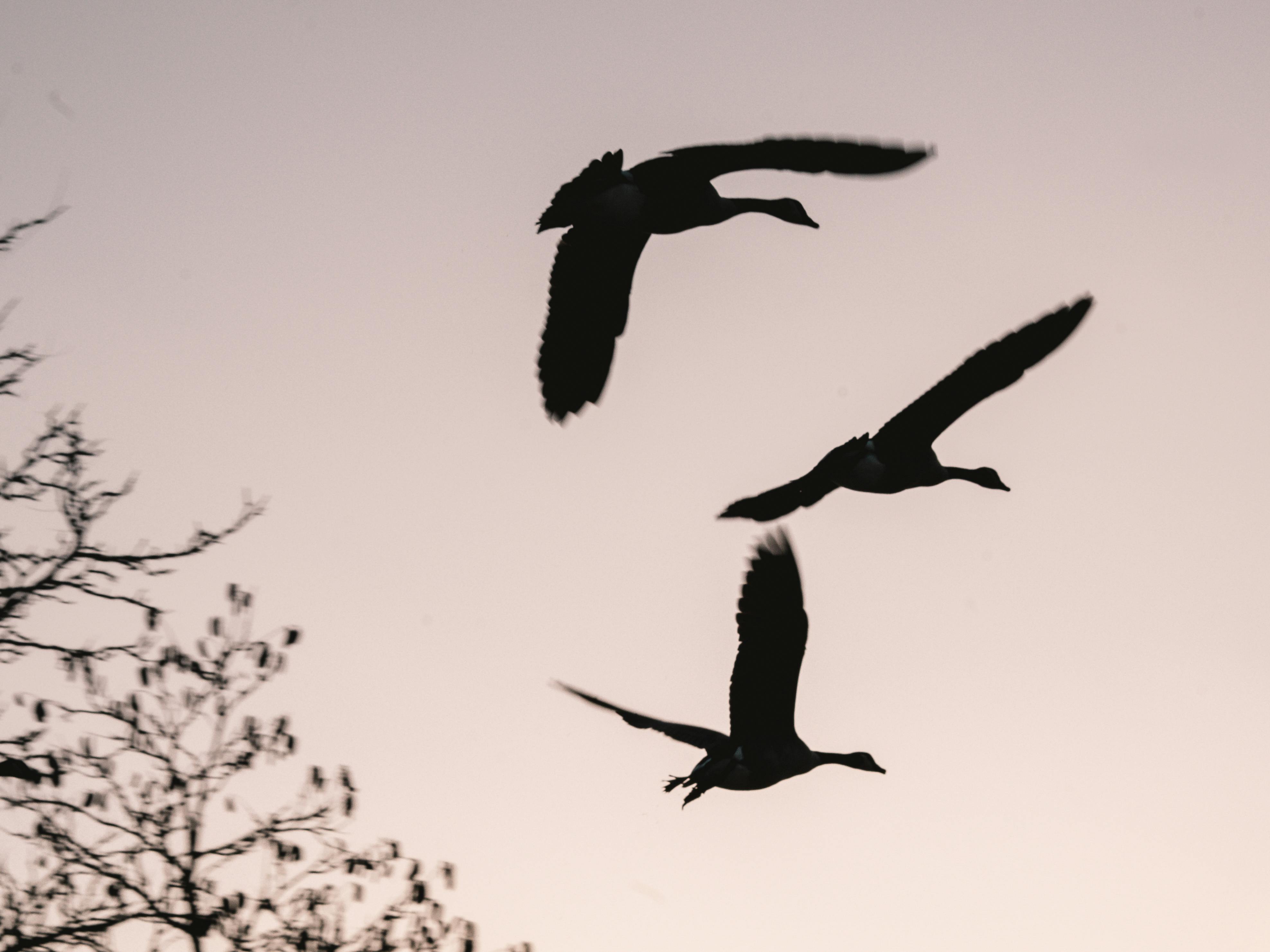 Flying Geese · Free Stock Photo