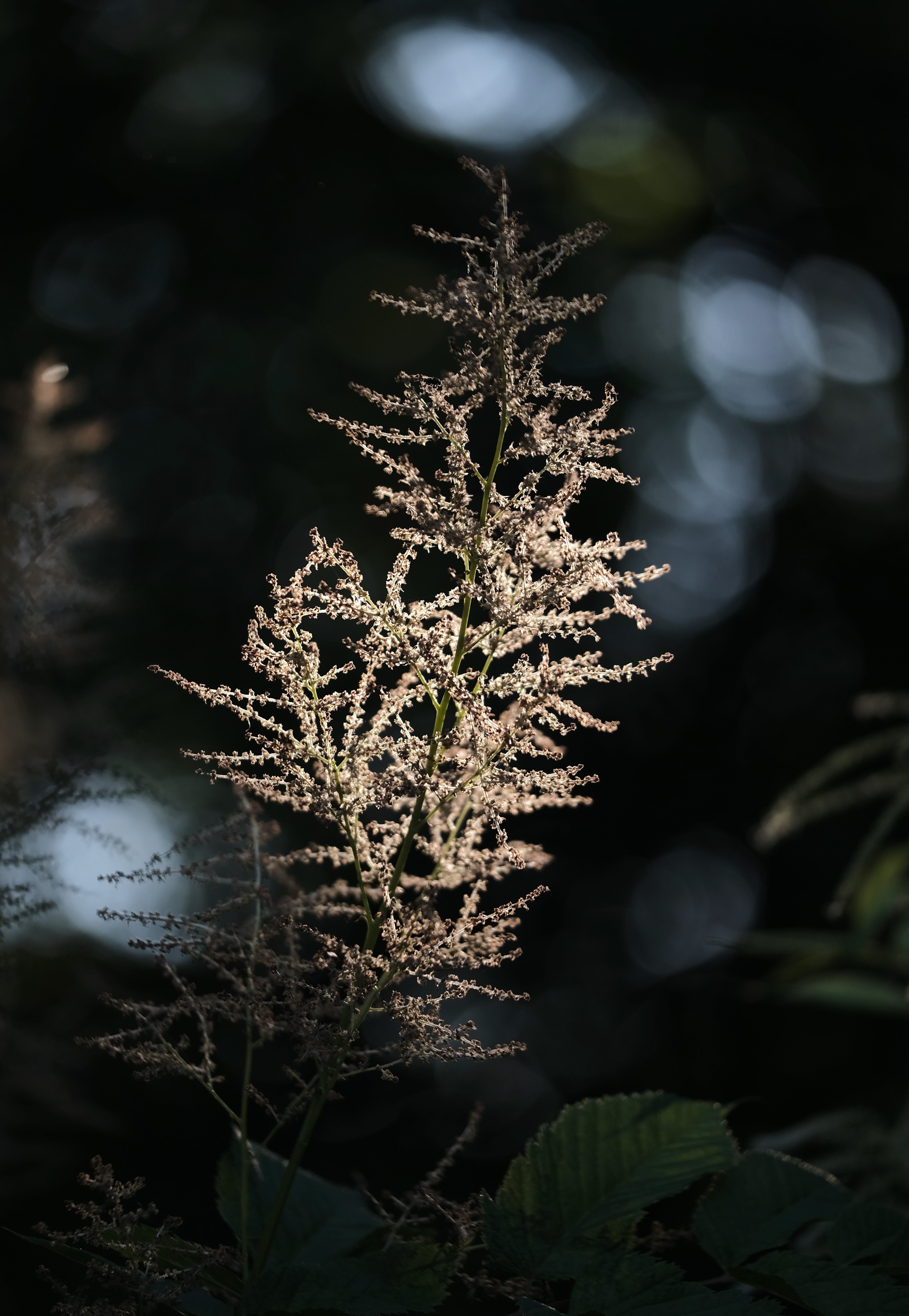 Frosted Flower Photos, Download Free Frosted Flower Stock Photos & HD ...