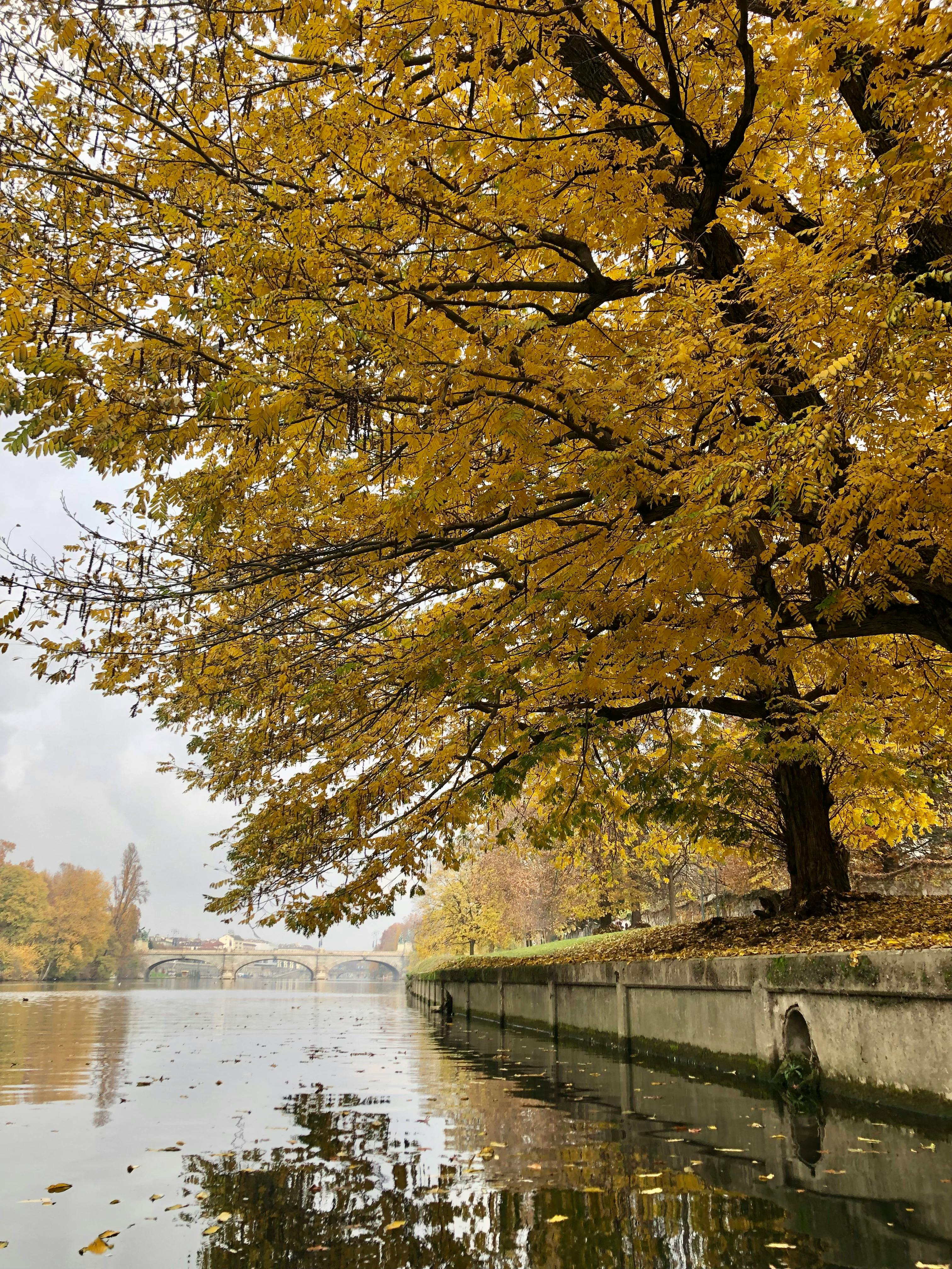 Photography of Trees Near River During Fall · Free Stock Photo