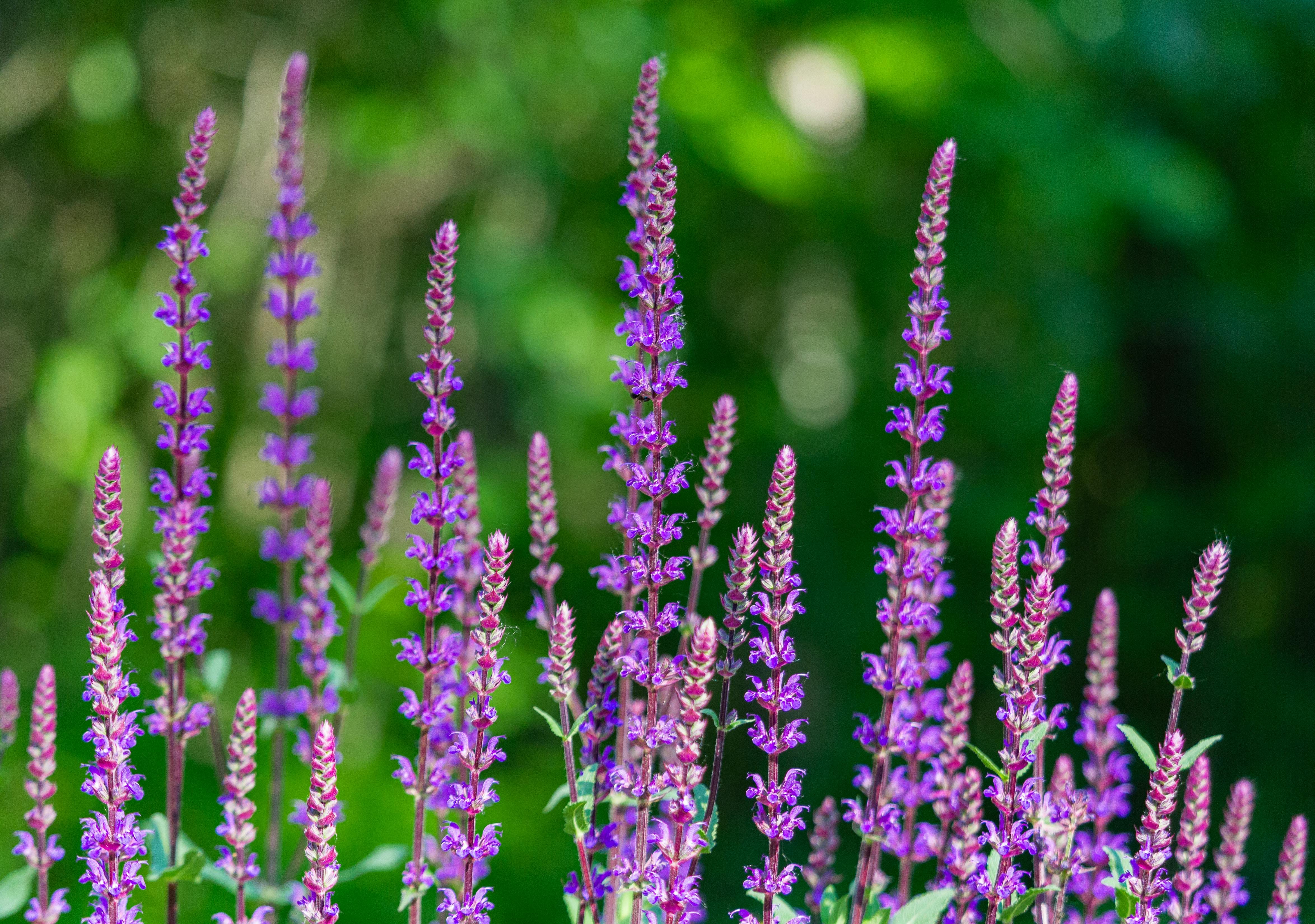 Purple Heather Flowers · Free Stock Photo
