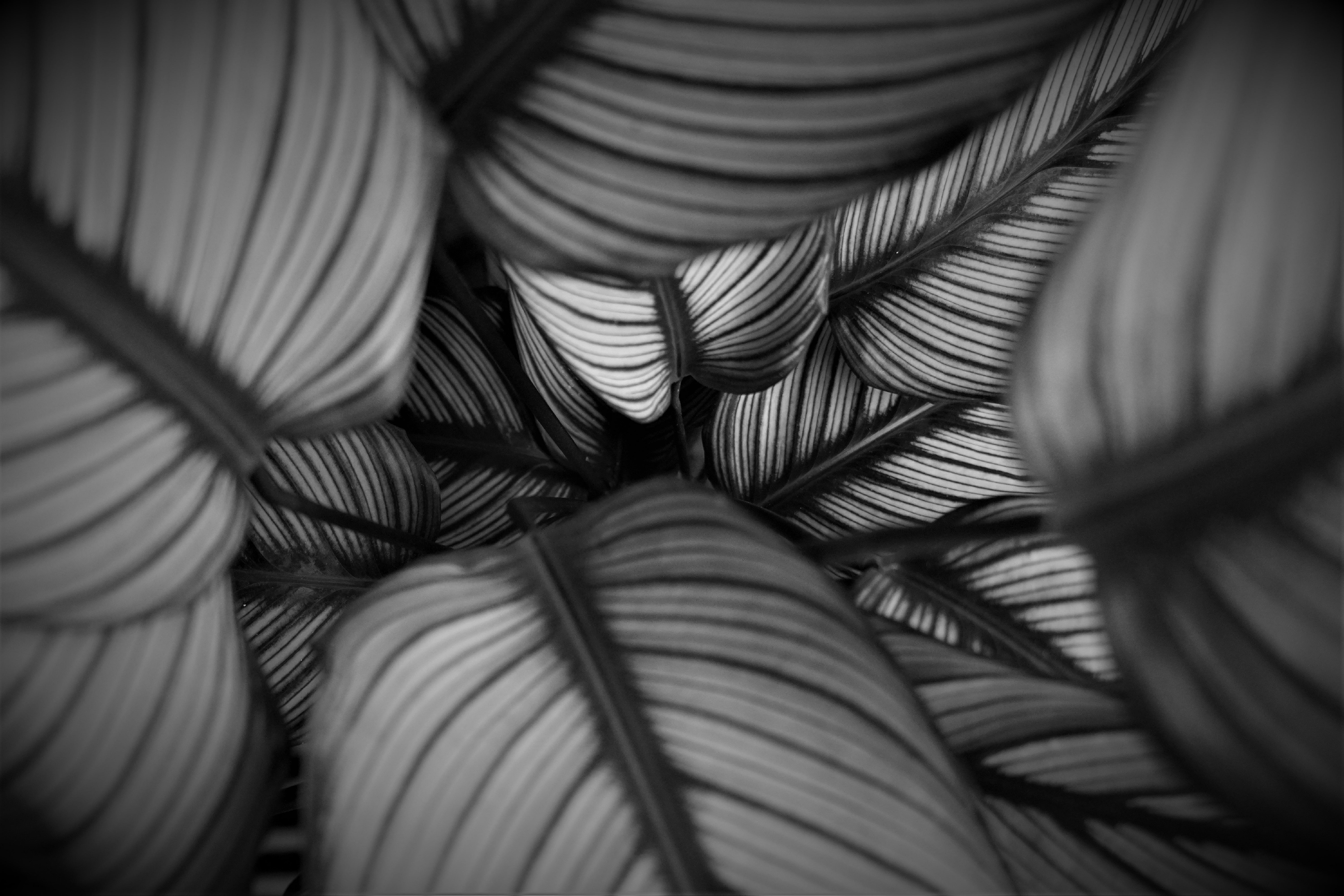 Grayscale Photo of Leaves · Free Stock Photo