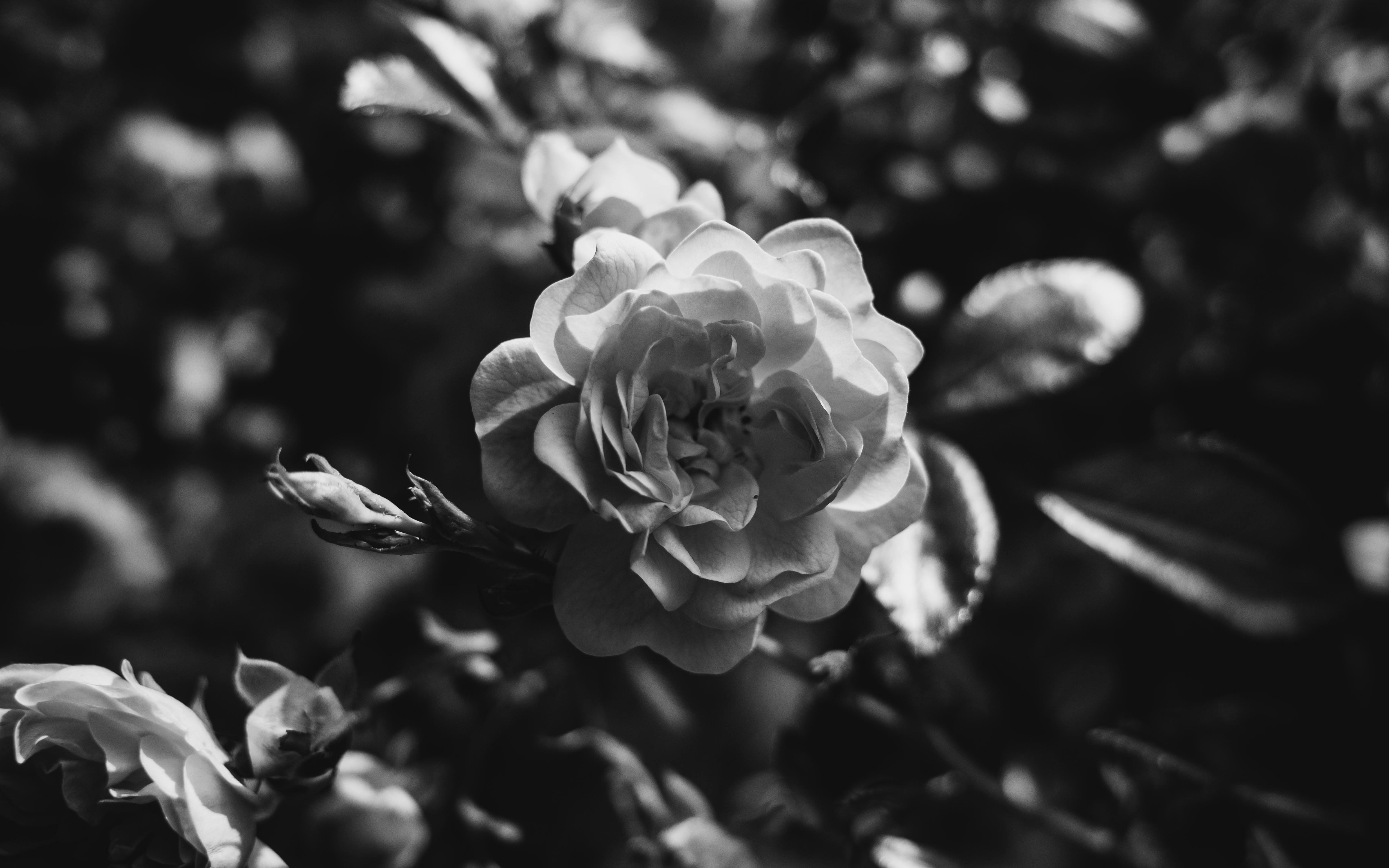Grayscale Photography of Rose · Free Stock Photo