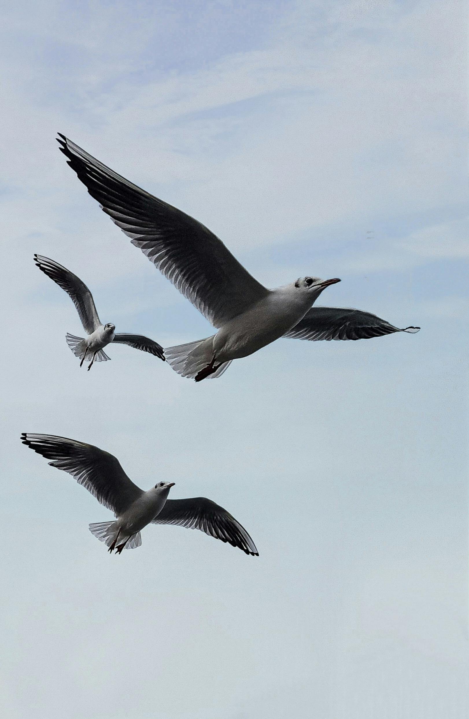 Birds in Close Up Photography · Free Stock Photo