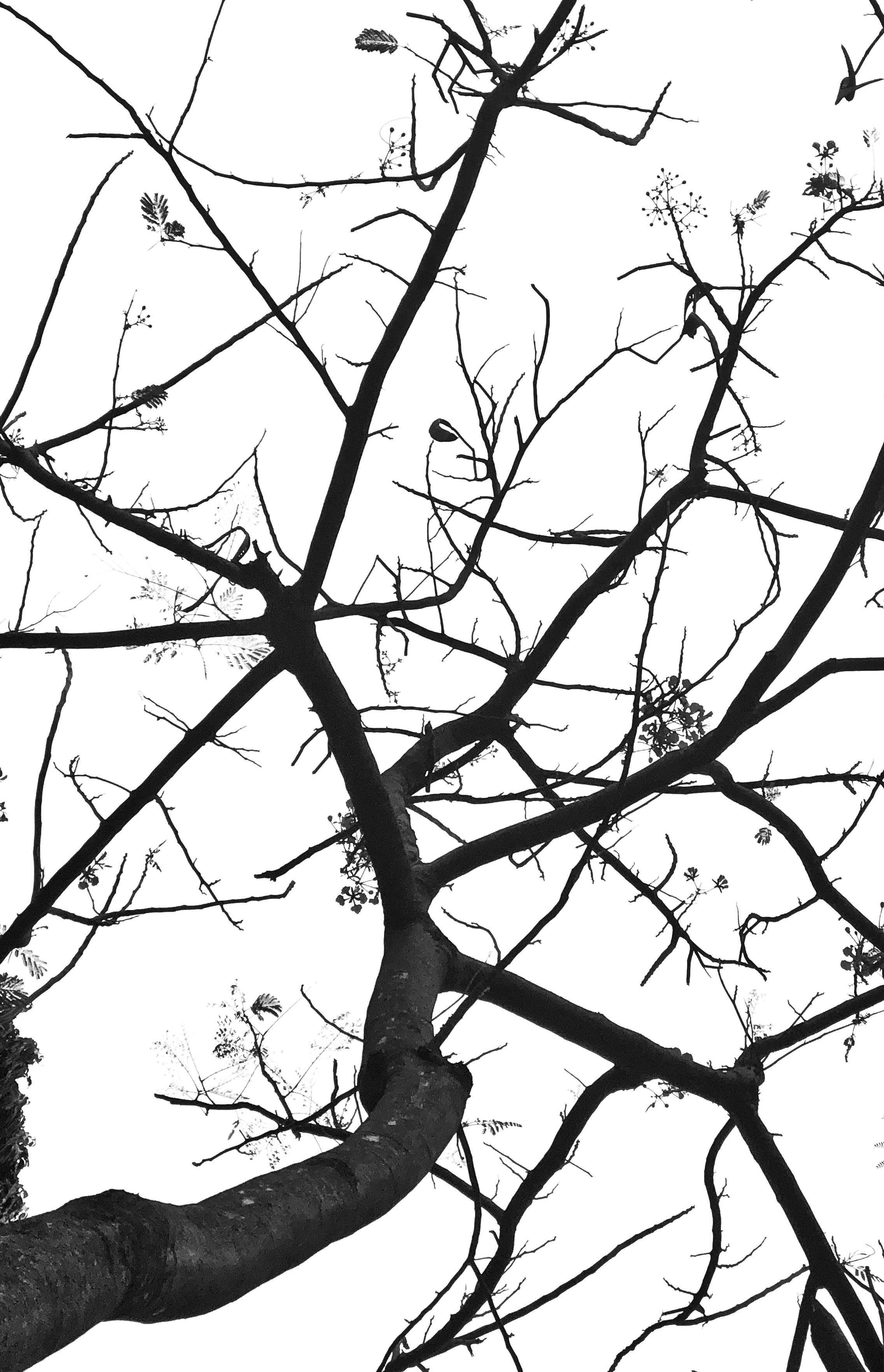 Grayscale Photo of Tree Branches · Free Stock Photo