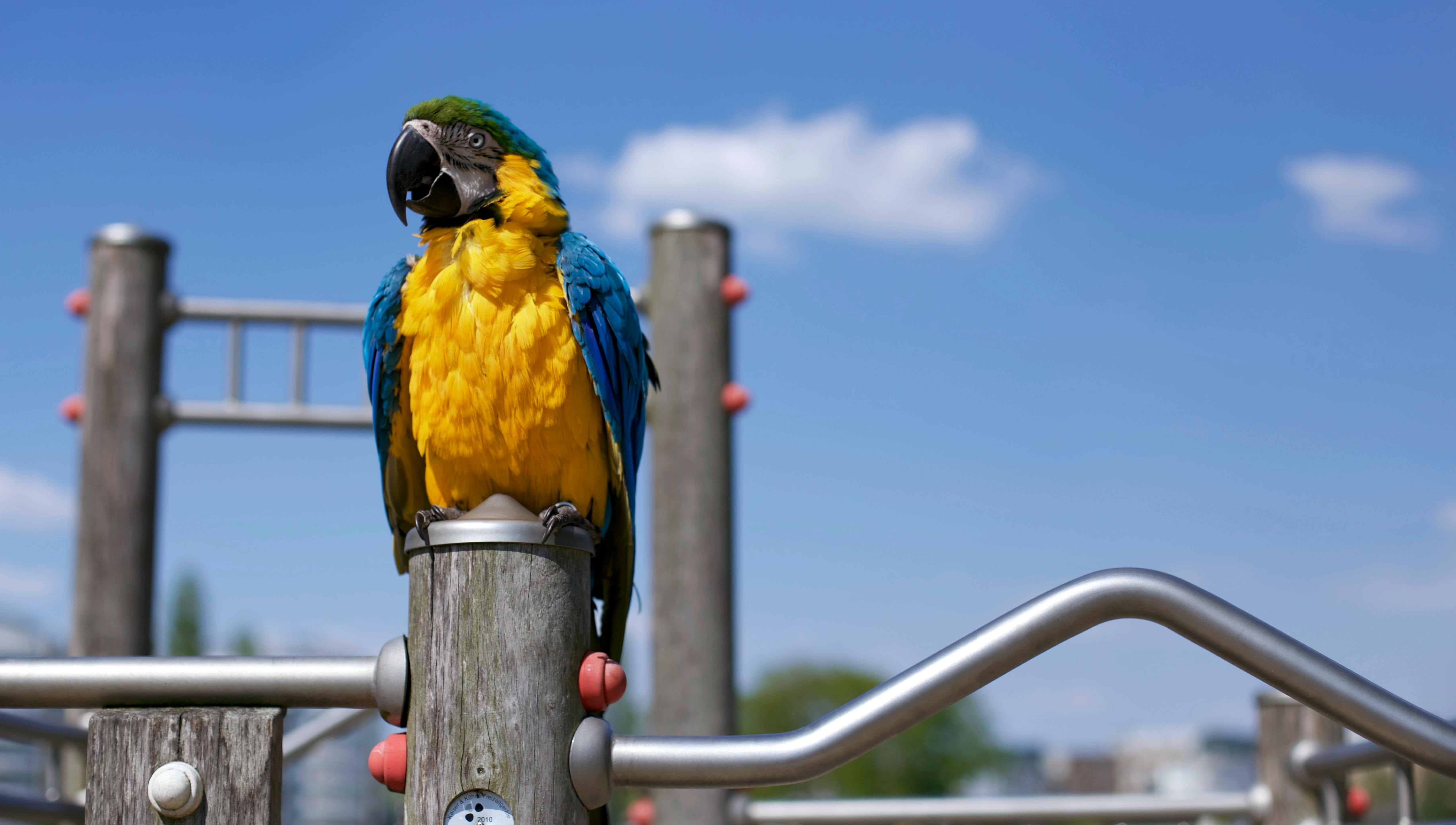 Scarlet Macaw on Brown Wooden Framed Metal Railing during Daytime in ...