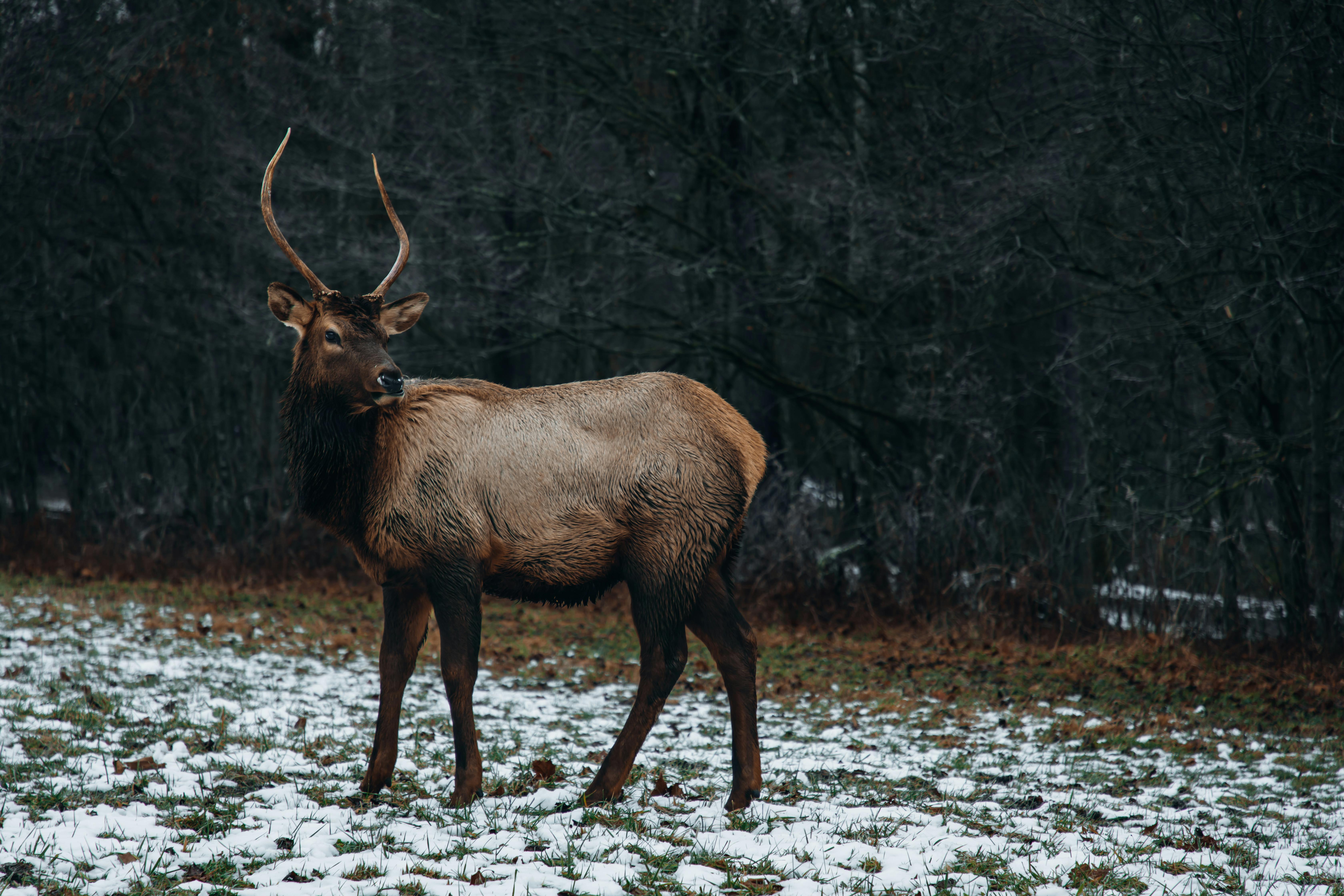 Deer and Doe in the Forest · Free Stock Photo