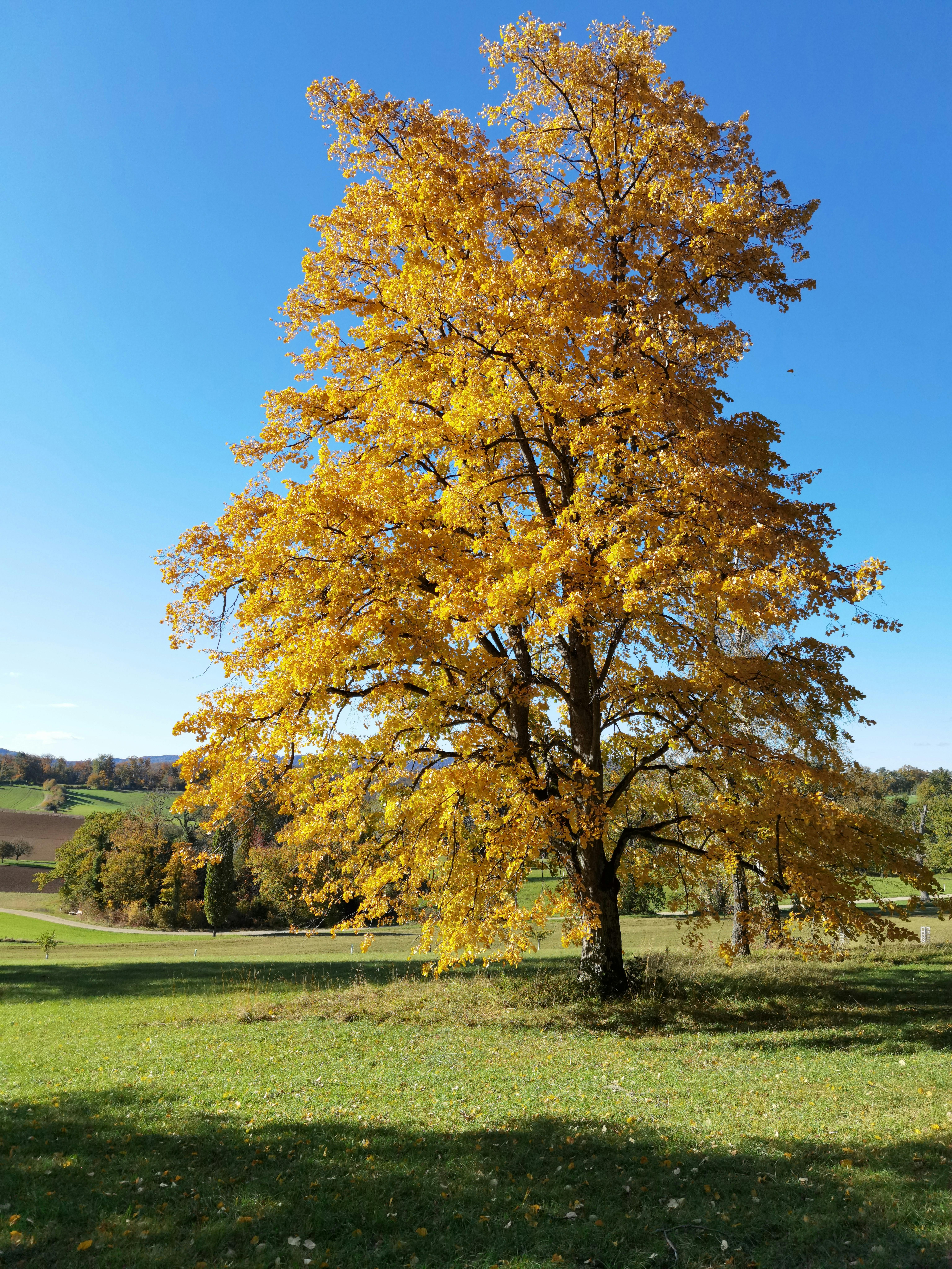 Golden Tree in Field · Free Stock Photo