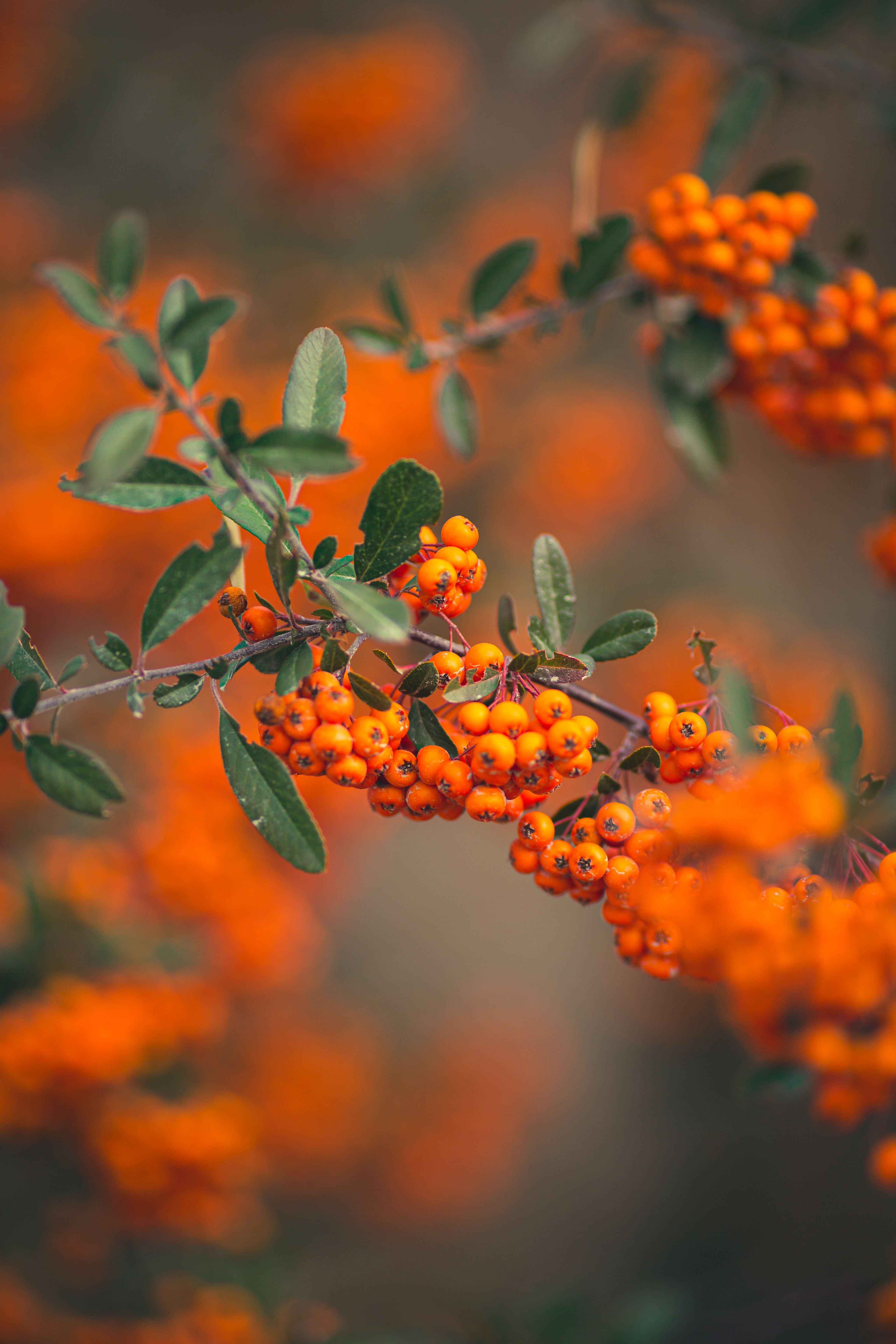 Close-up Photo of a Tree Twig · Free Stock Photo
