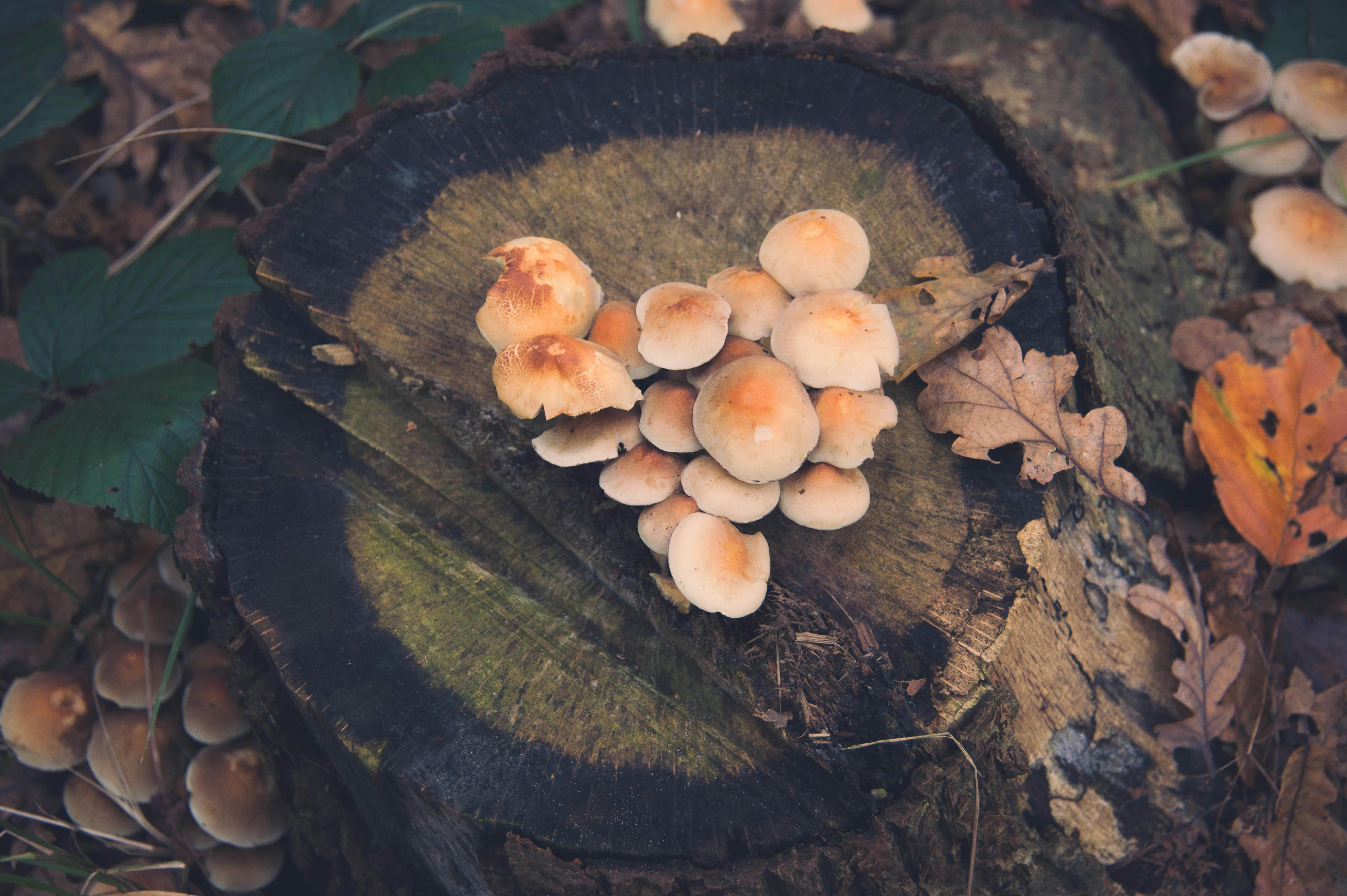 A Group of Beige Mushrooms Growing on a Tree Stump · Free Stock Photo
