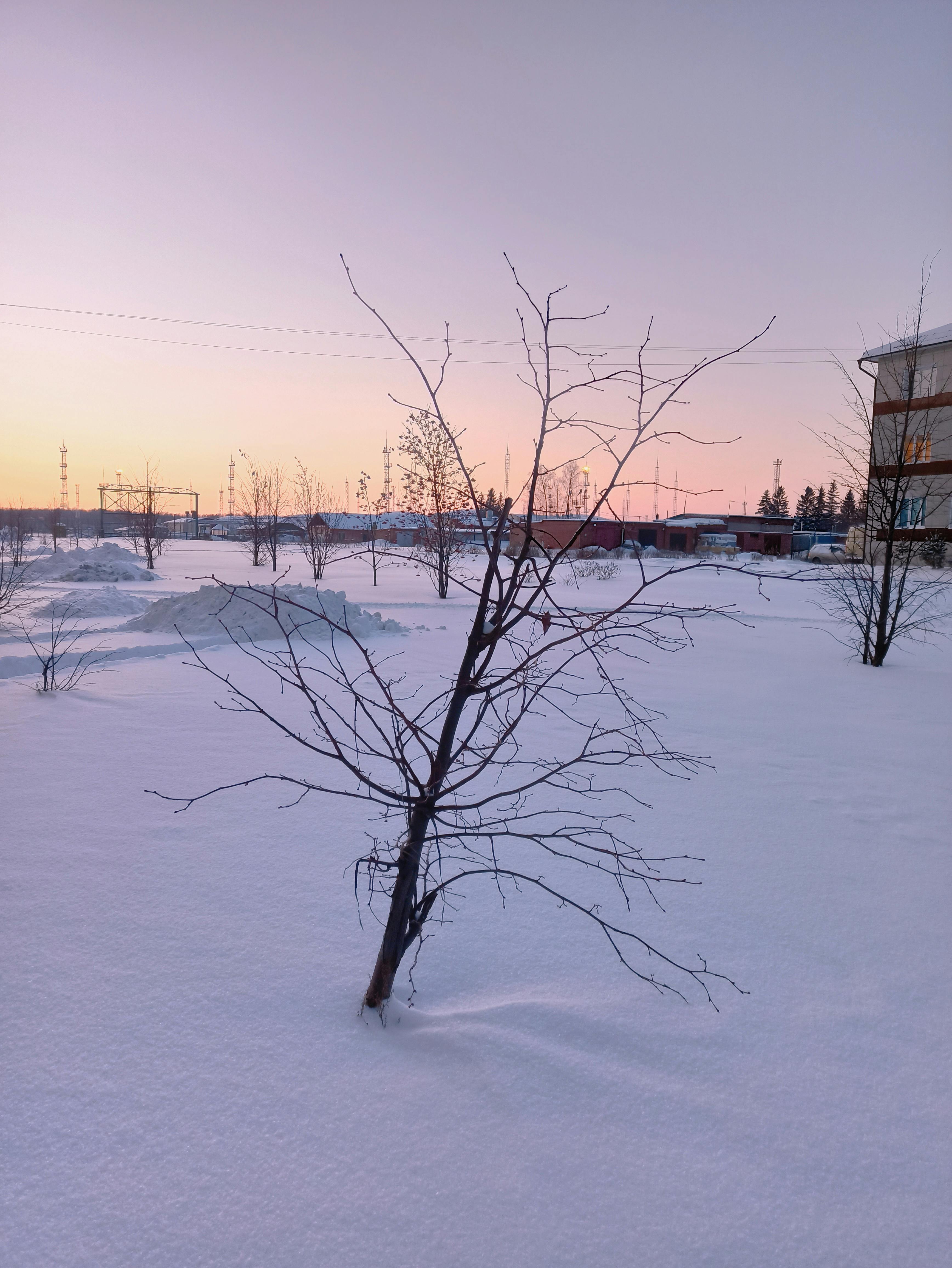 Aerial View of Leafless Trees Near the River · Free Stock Photo
