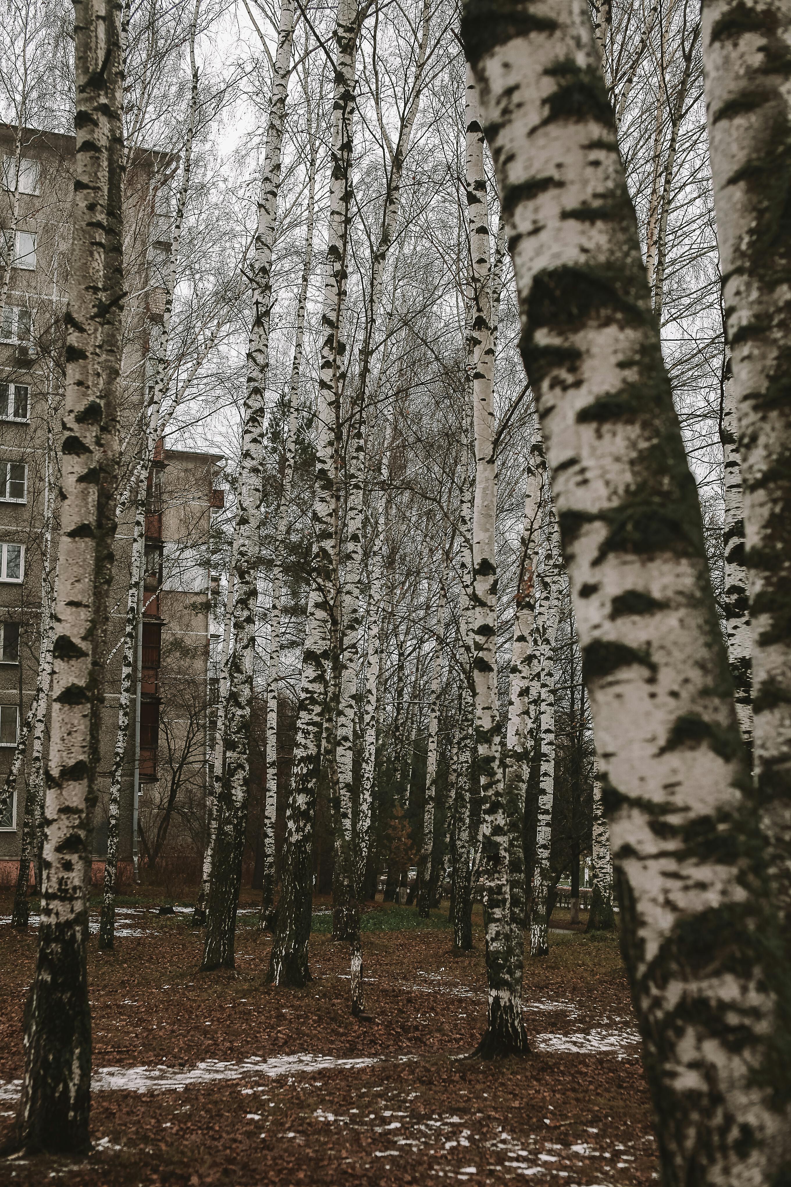 Bare Trees Near Brown Concrete Building · Free Stock Photo