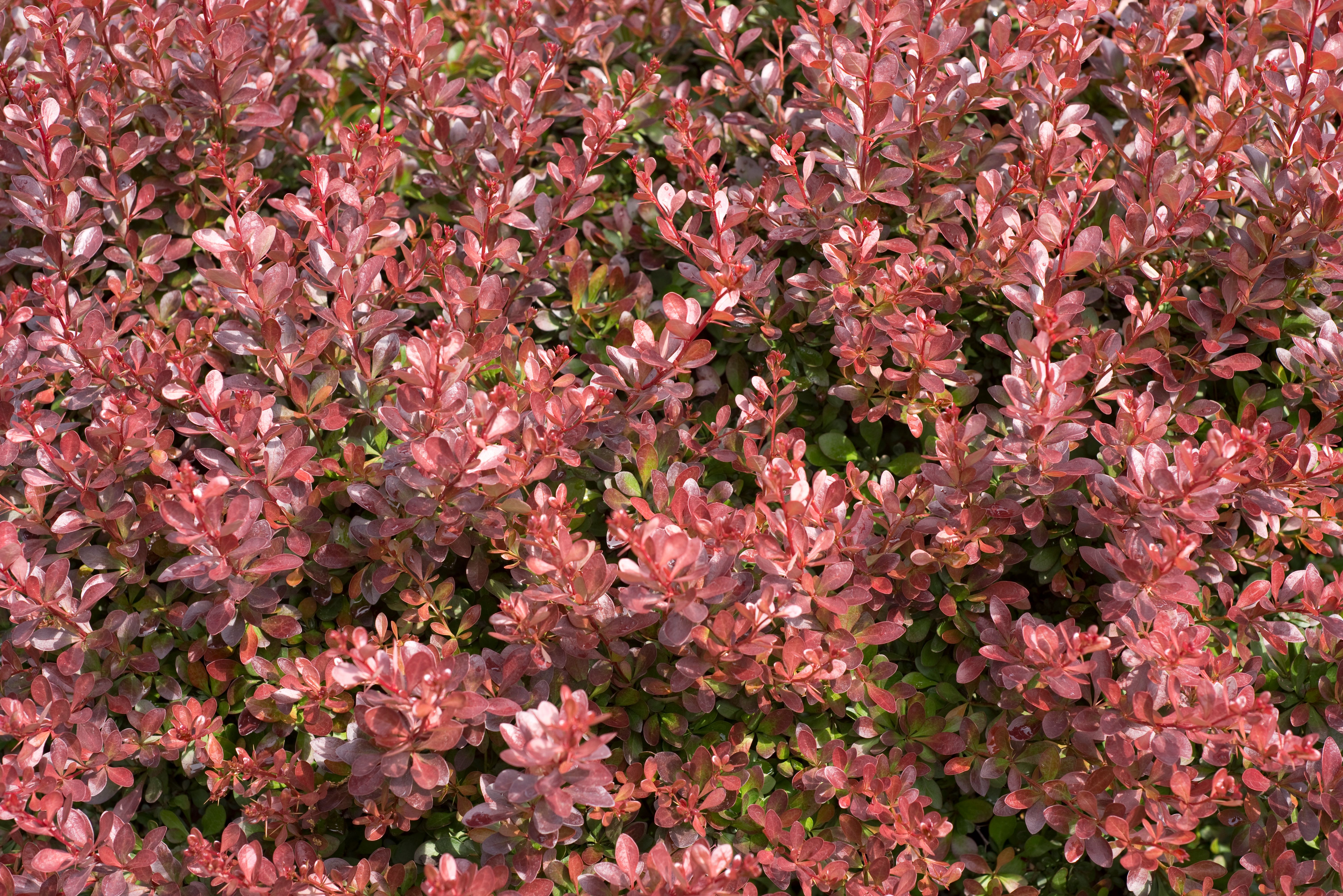 Shrubs Photos, Download The BEST Free Shrubs Stock Photos & HD Images