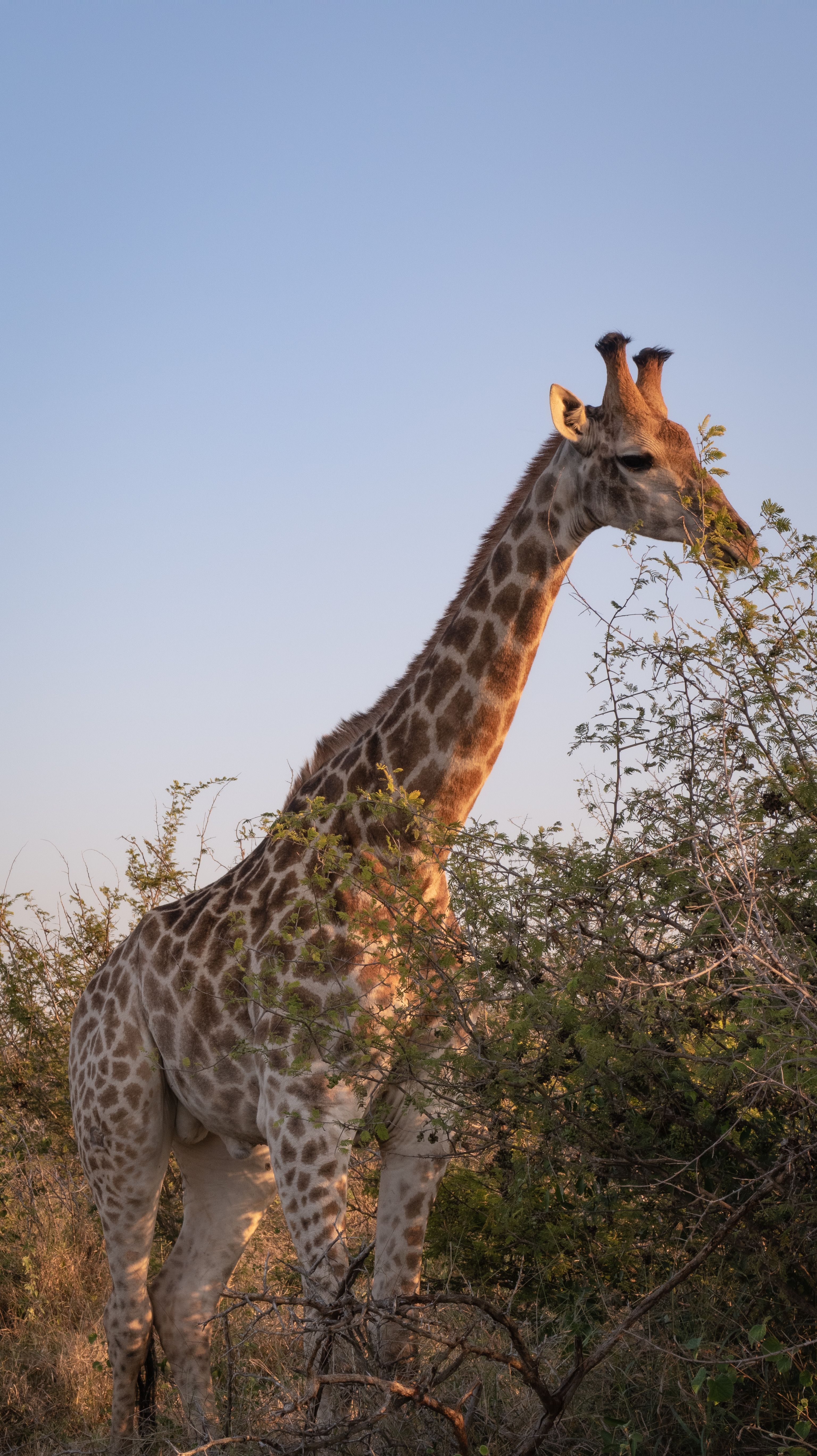 Giraffe Ossicones Photos, Download The BEST Free Giraffe Ossicones ...