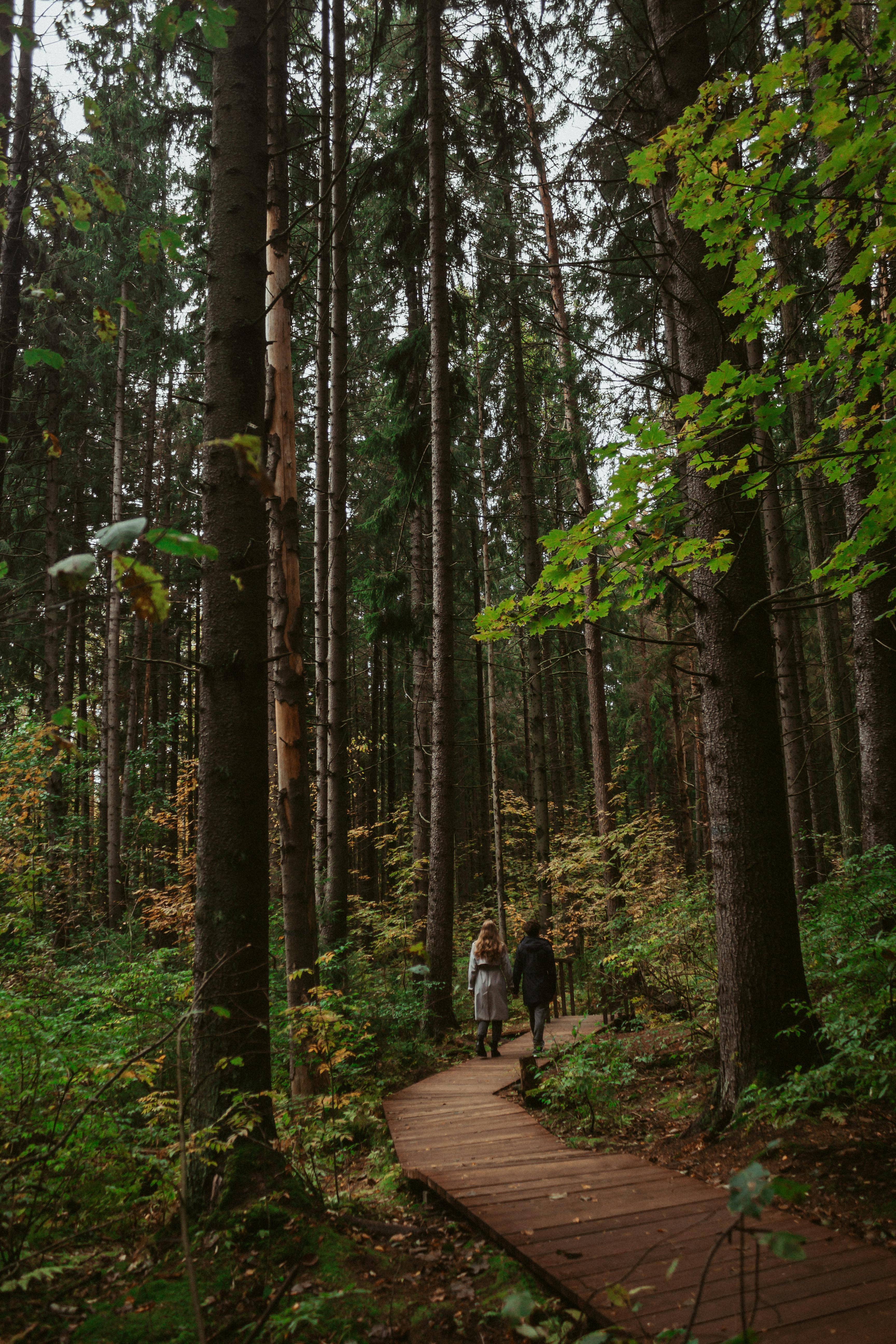 Two People Walking on Wooden Walkway Between Trees · Free Stock Photo