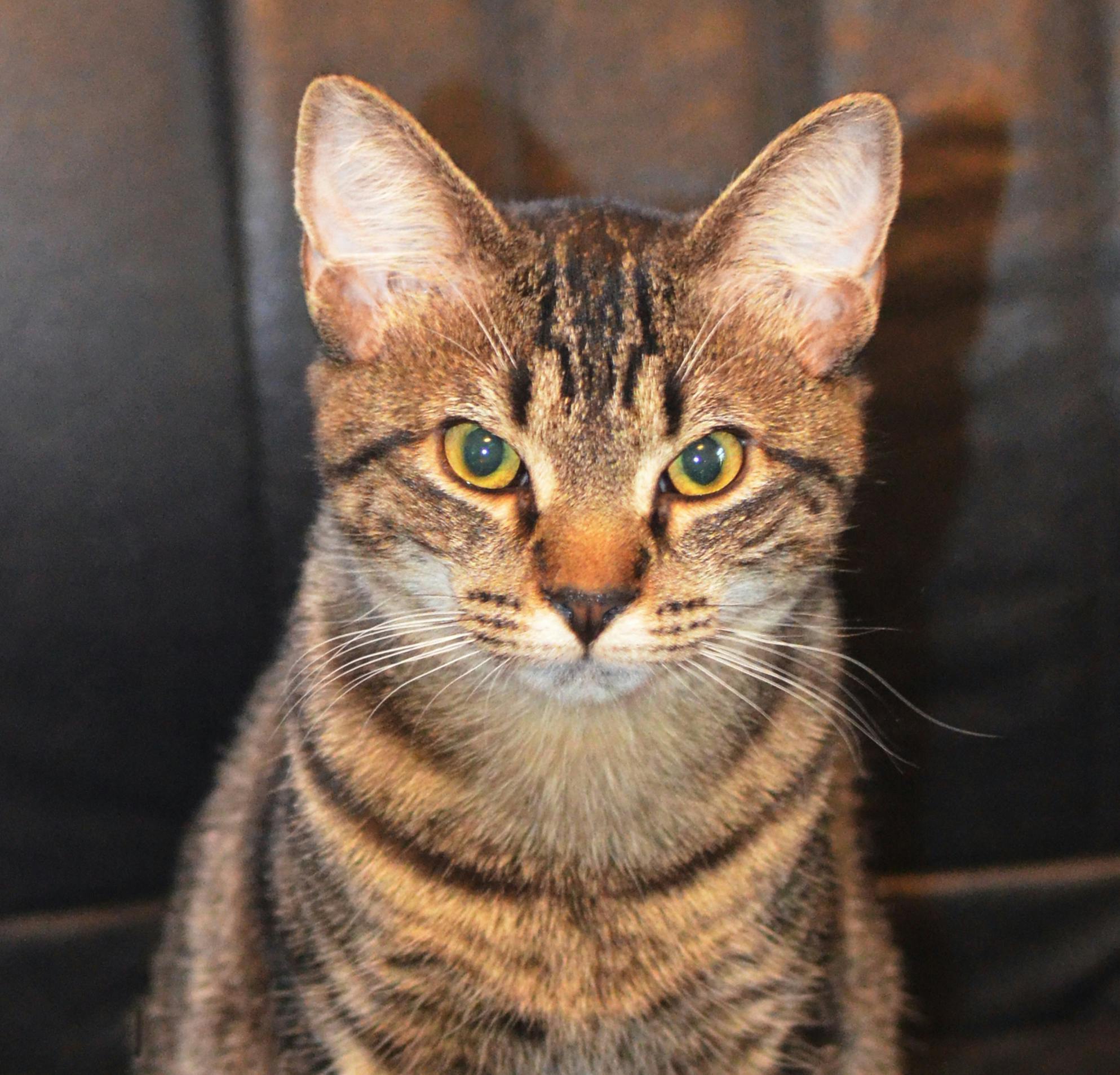 Kostenloses Foto zum Thema: haustier, kätzchen, katze