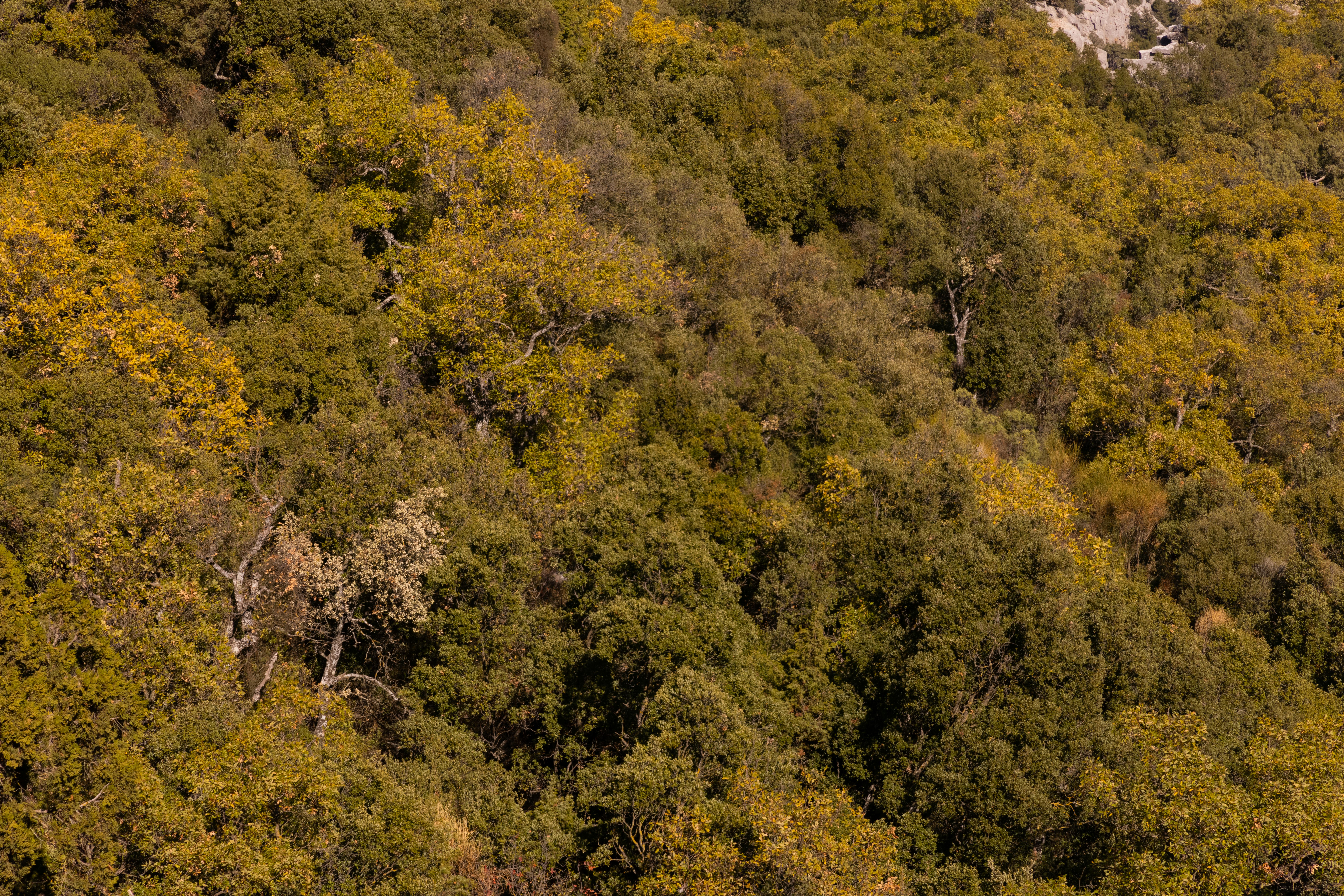 Drone Shot of Trees in the Forest · Free Stock Photo