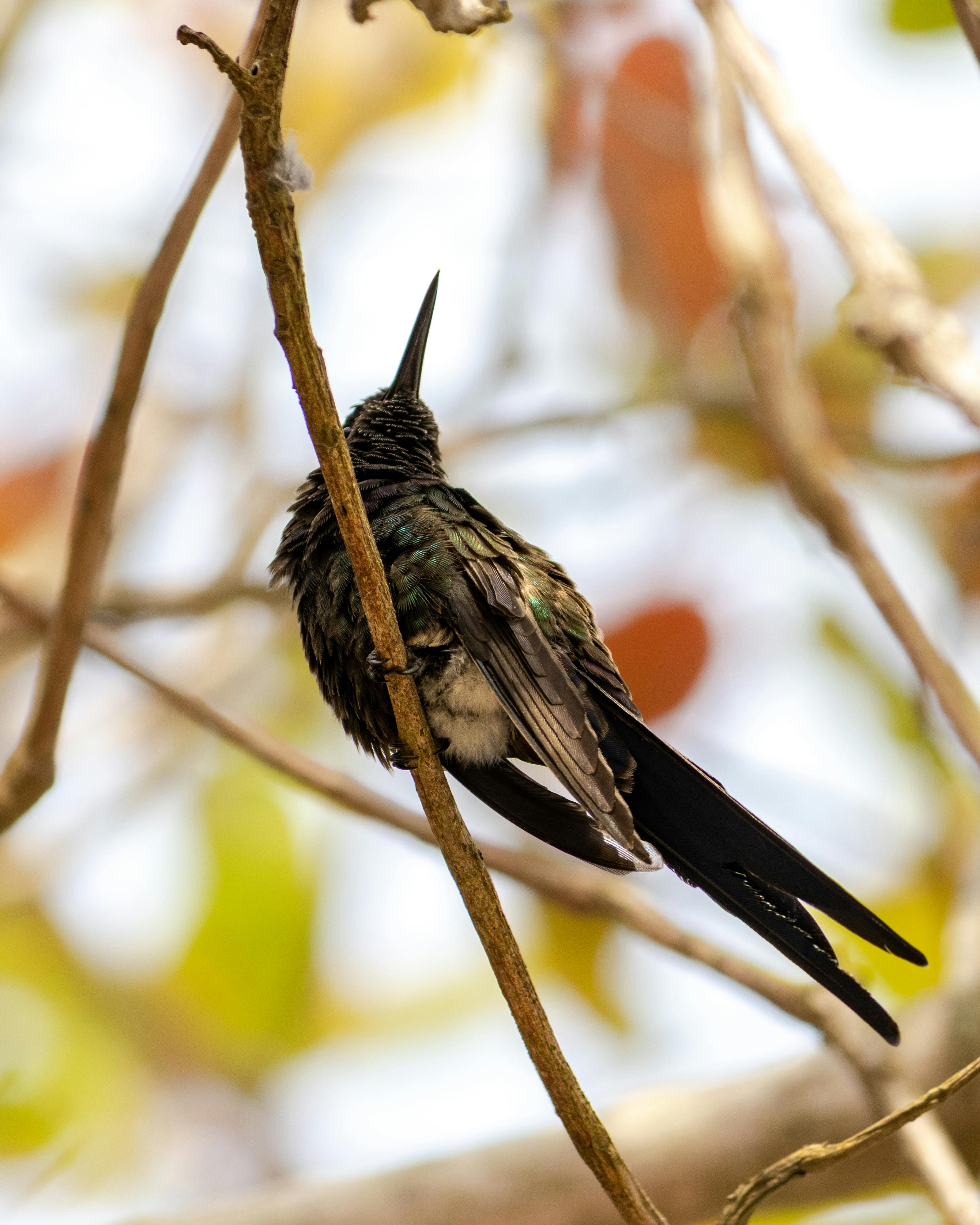 Humingbird Photos, Download The BEST Free Humingbird Stock Photos & HD ...