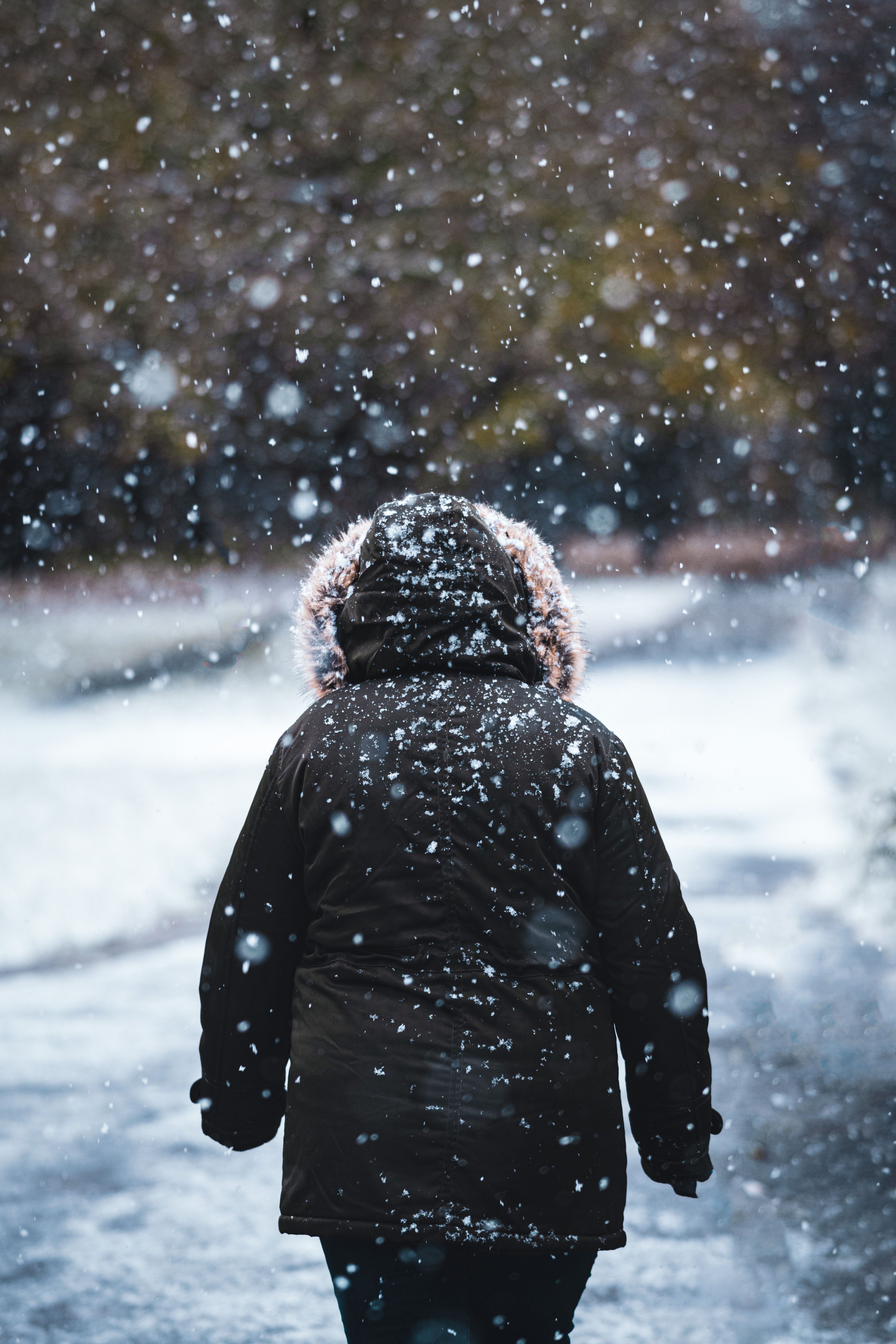 Back View of a Person Wearing a Winter Coat during Winter · Free Stock ...