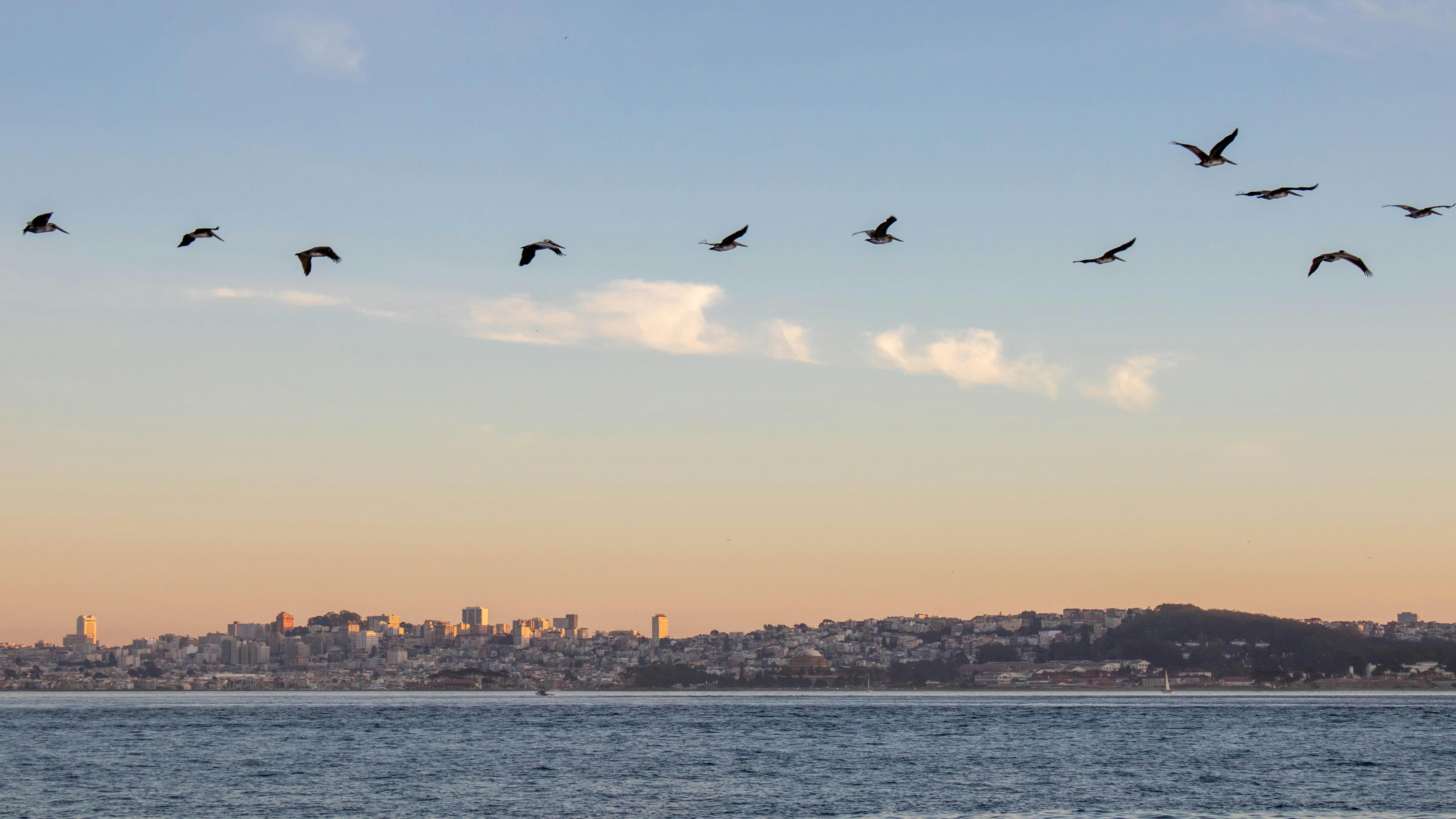 Birds Flying over Sea · Free Stock Photo