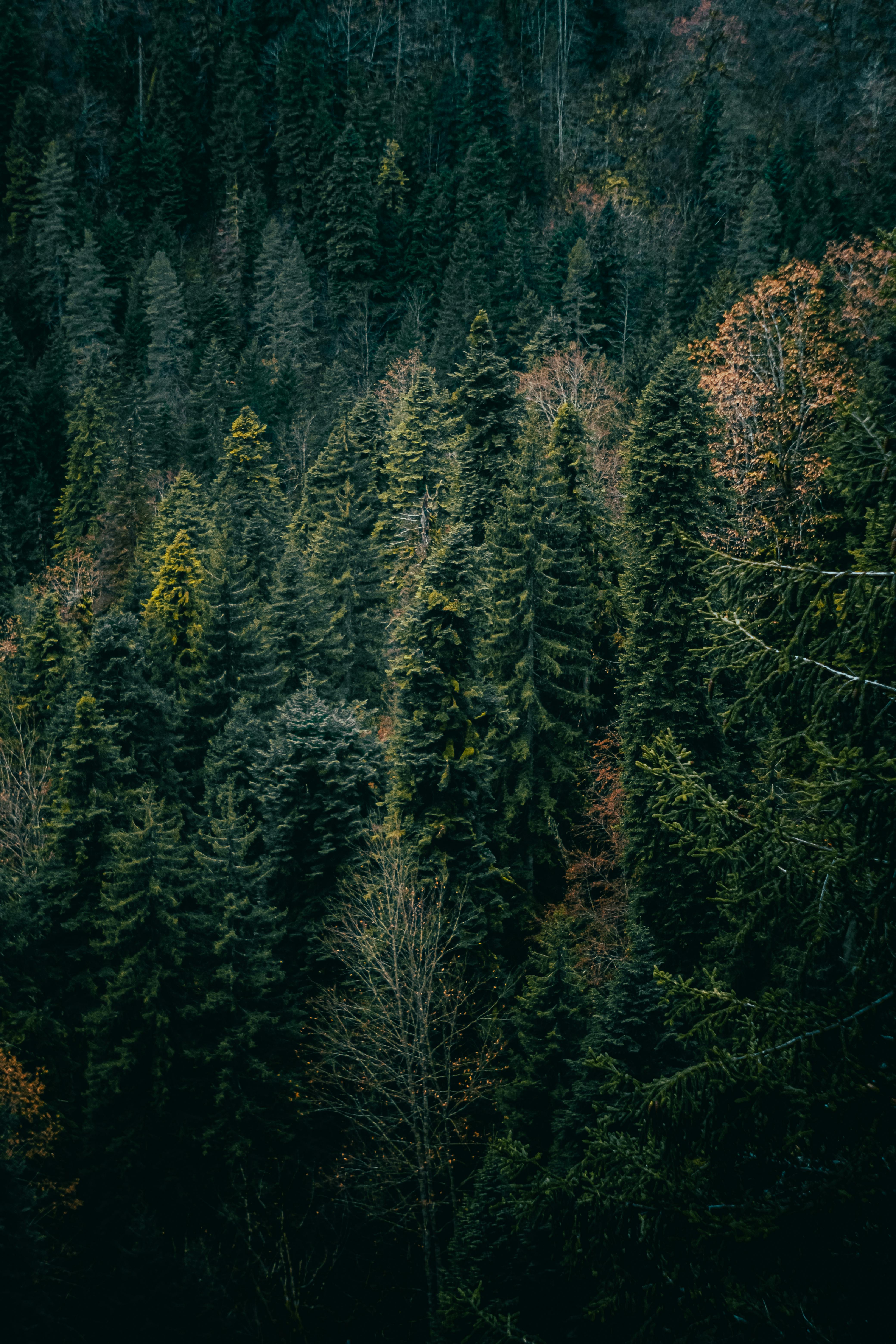 Aerial Photo of Green Forest Trees · Free Stock Photo
