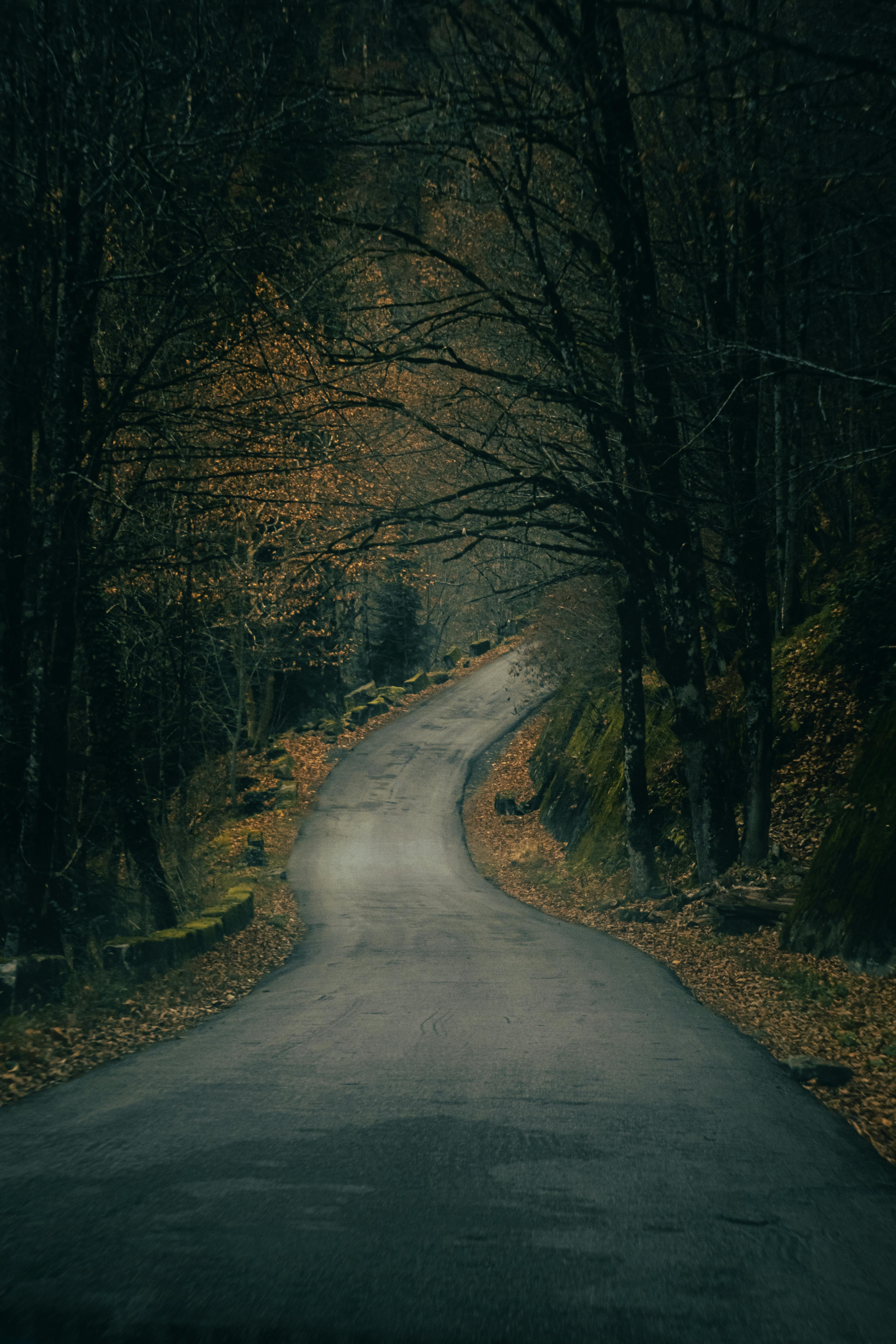 Narrow Road Between Tall Trees · Free Stock Photo