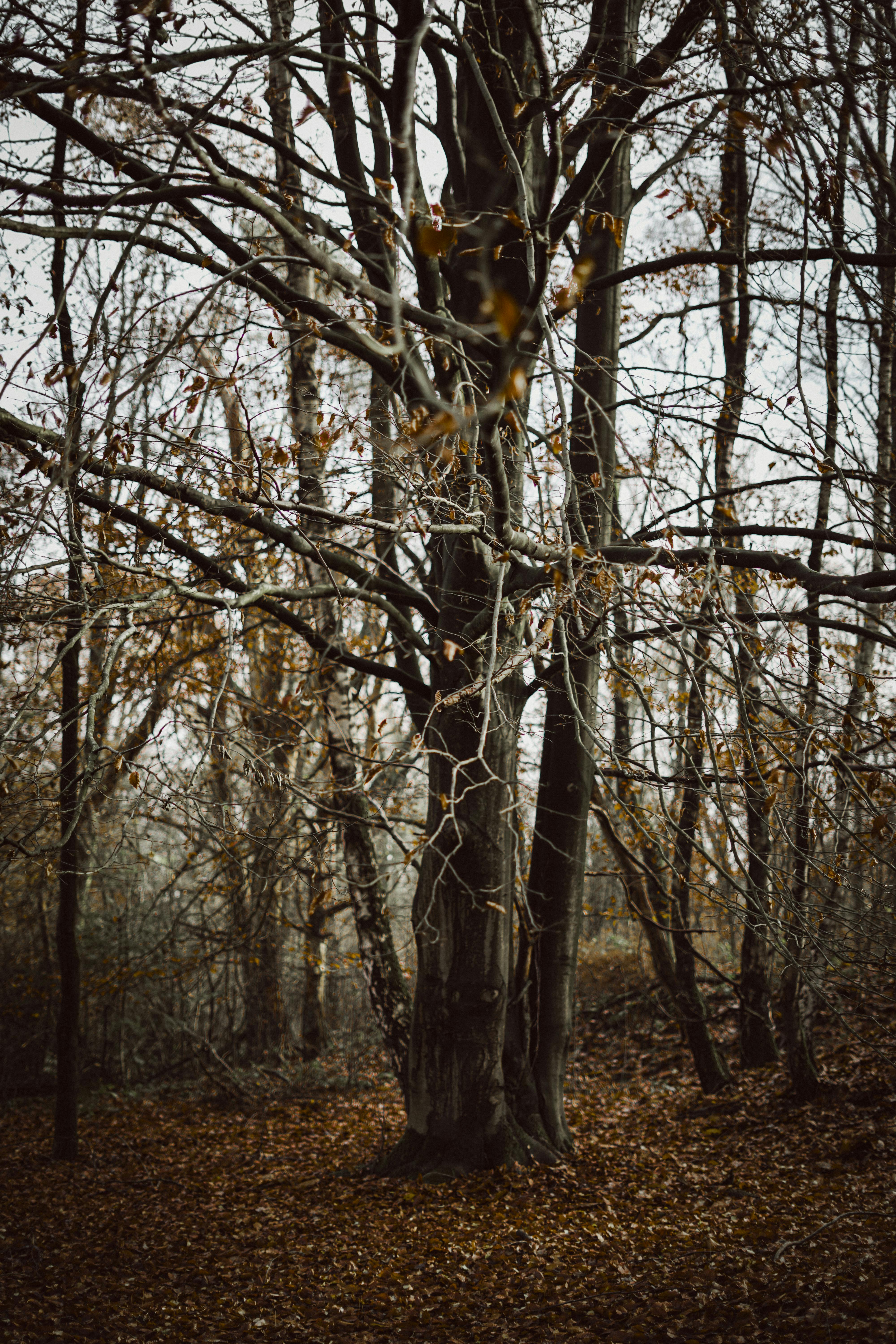 Leafless Trees in the Forest · Free Stock Photo