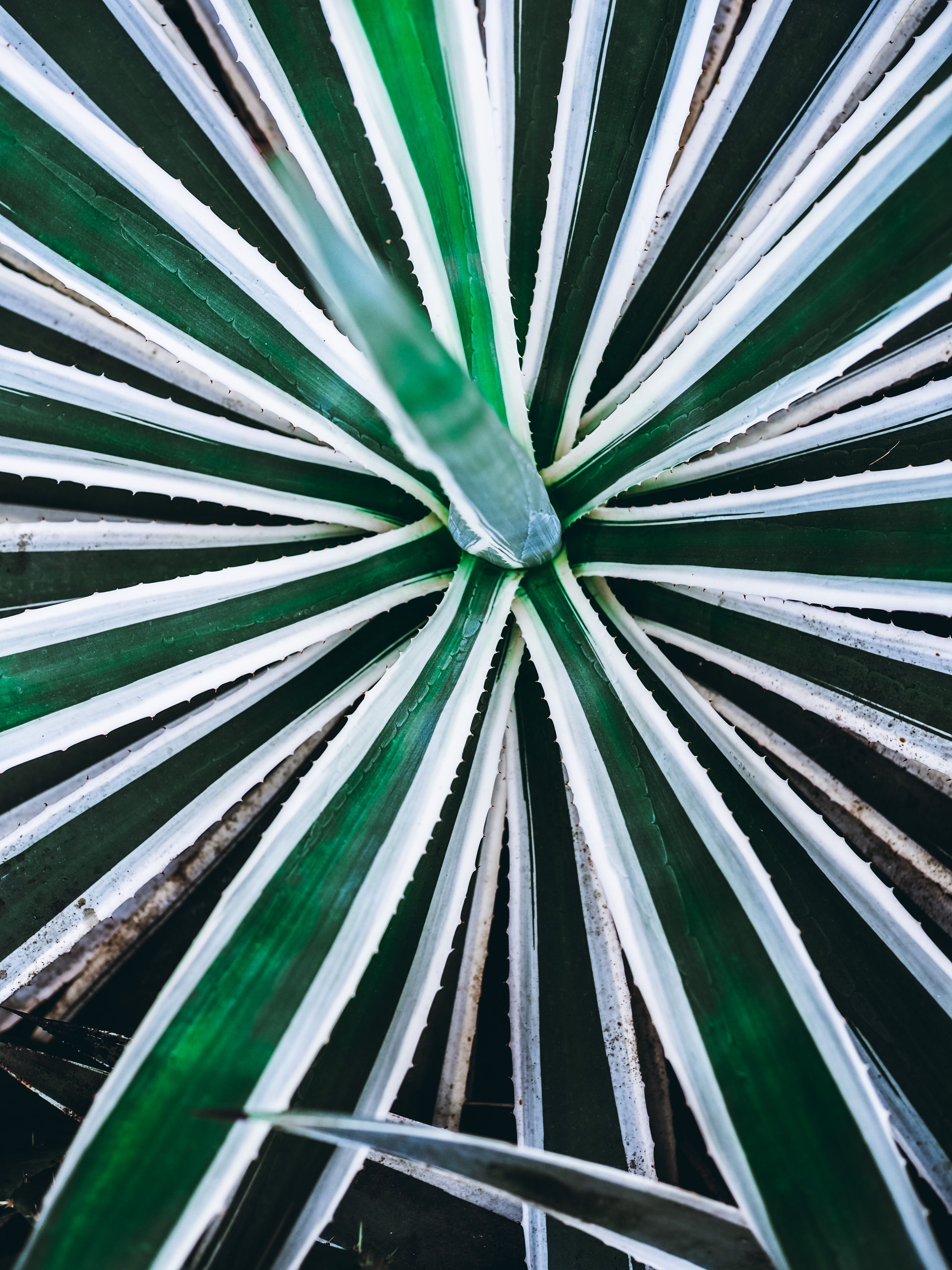 Spiky Structure Photos, Download The BEST Free Spiky Structure Stock ...