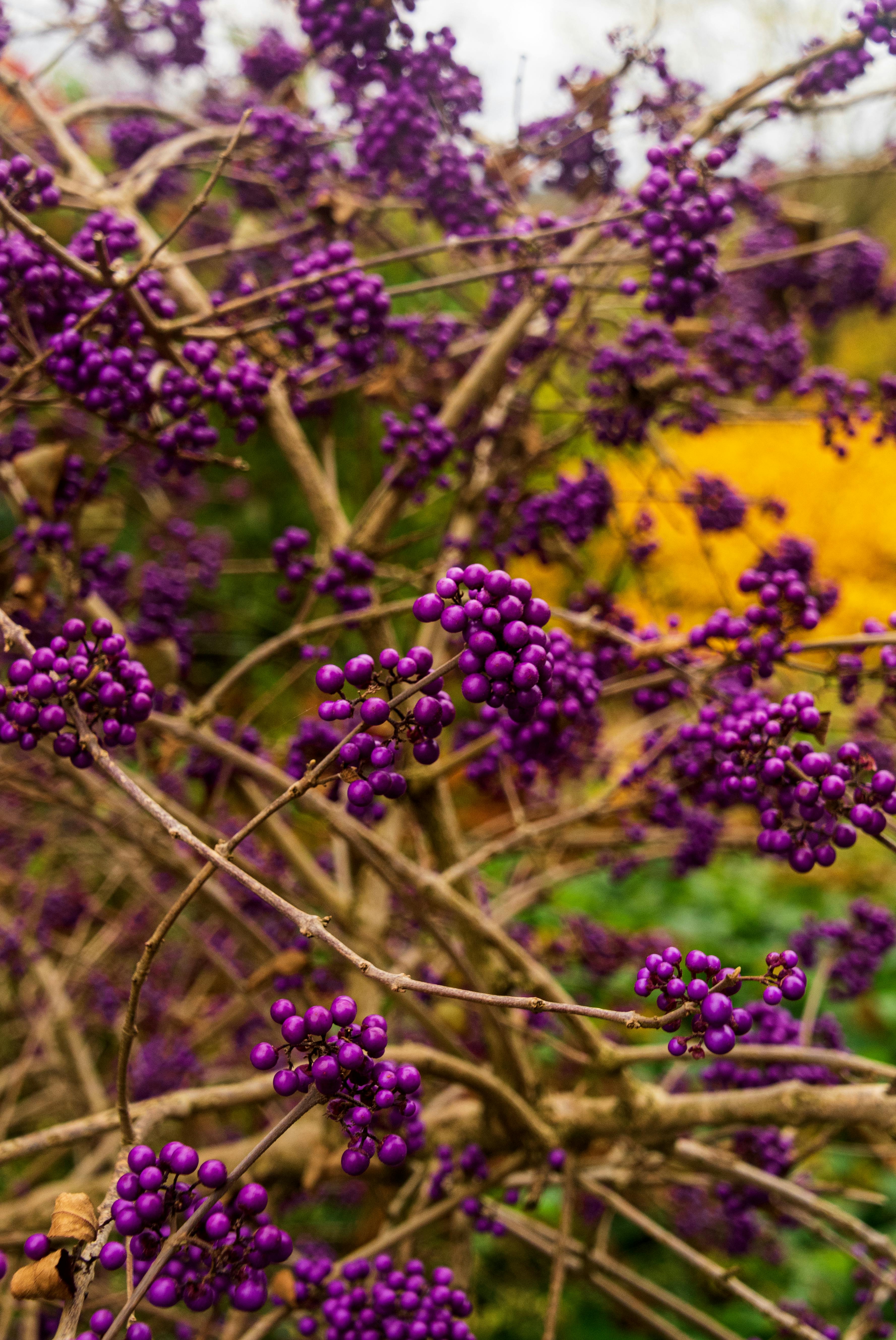 A Tree with Purple Fruit · Free Stock Photo