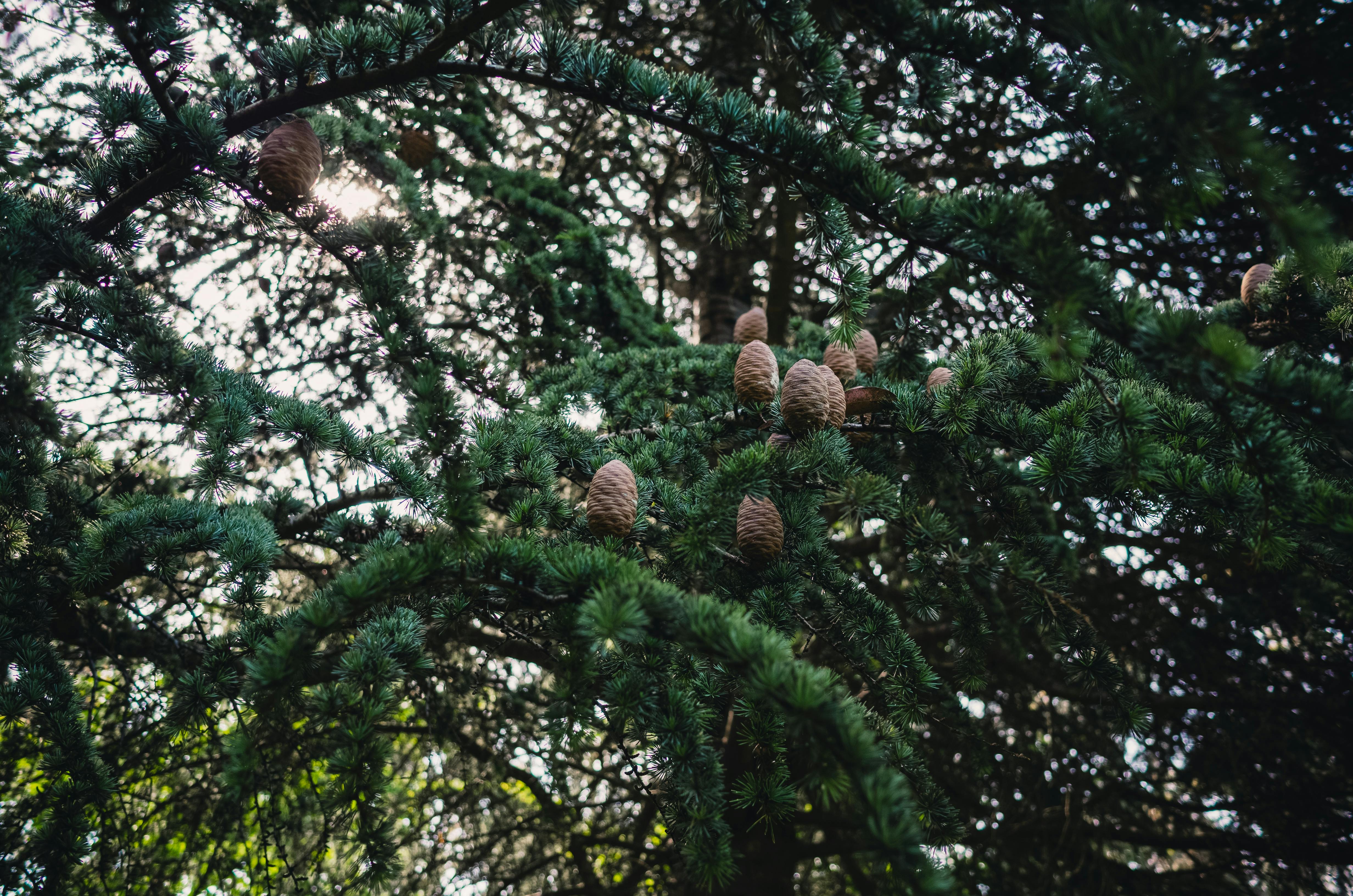 Closeup of a Conifer Tree with Cones · Free Stock Photo
