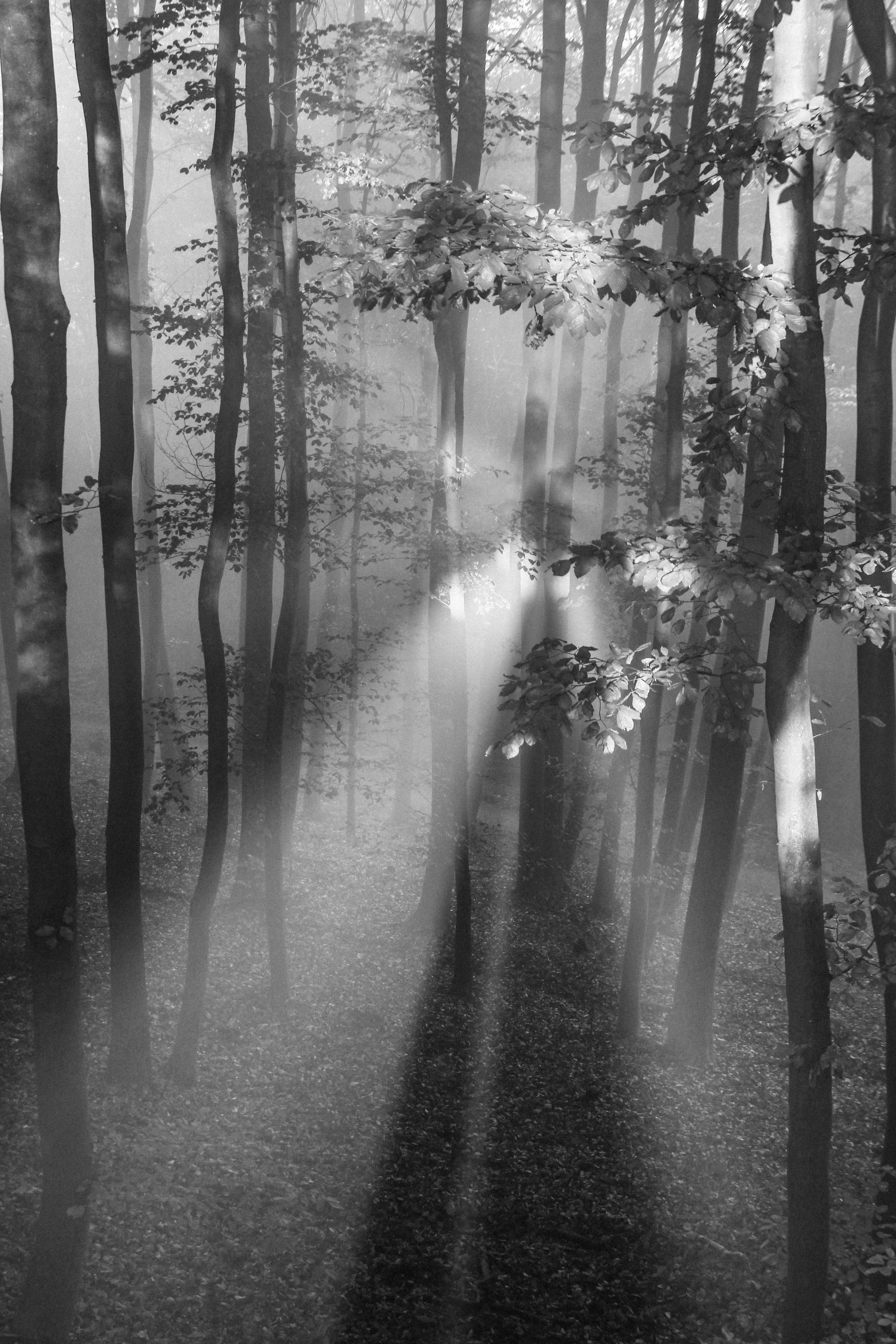 Grayscale Photo of Trees in the Forest · Free Stock Photo