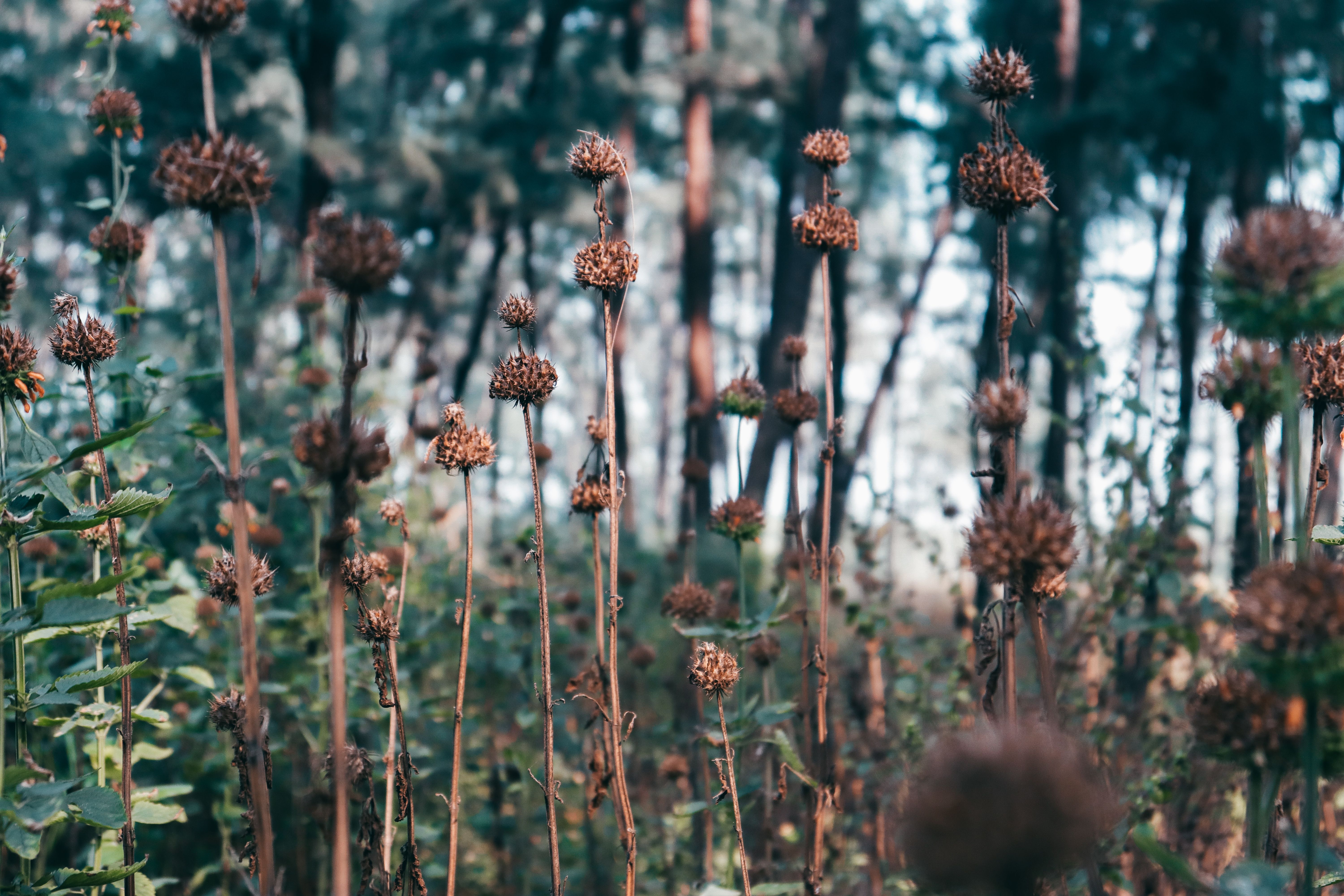 Field of Brown Flowers · Free Stock Photo