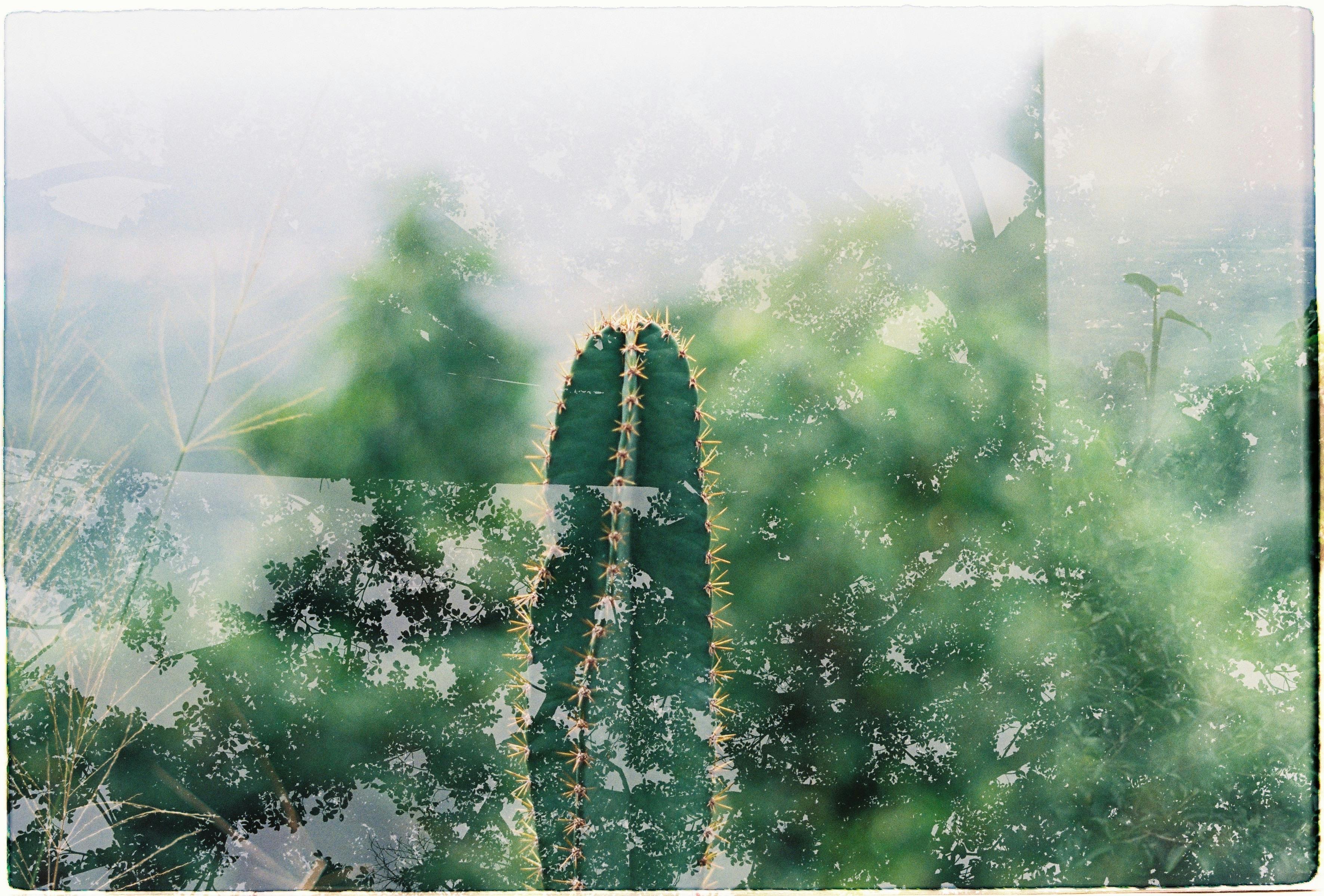 Green Cactus · Free Stock Photo