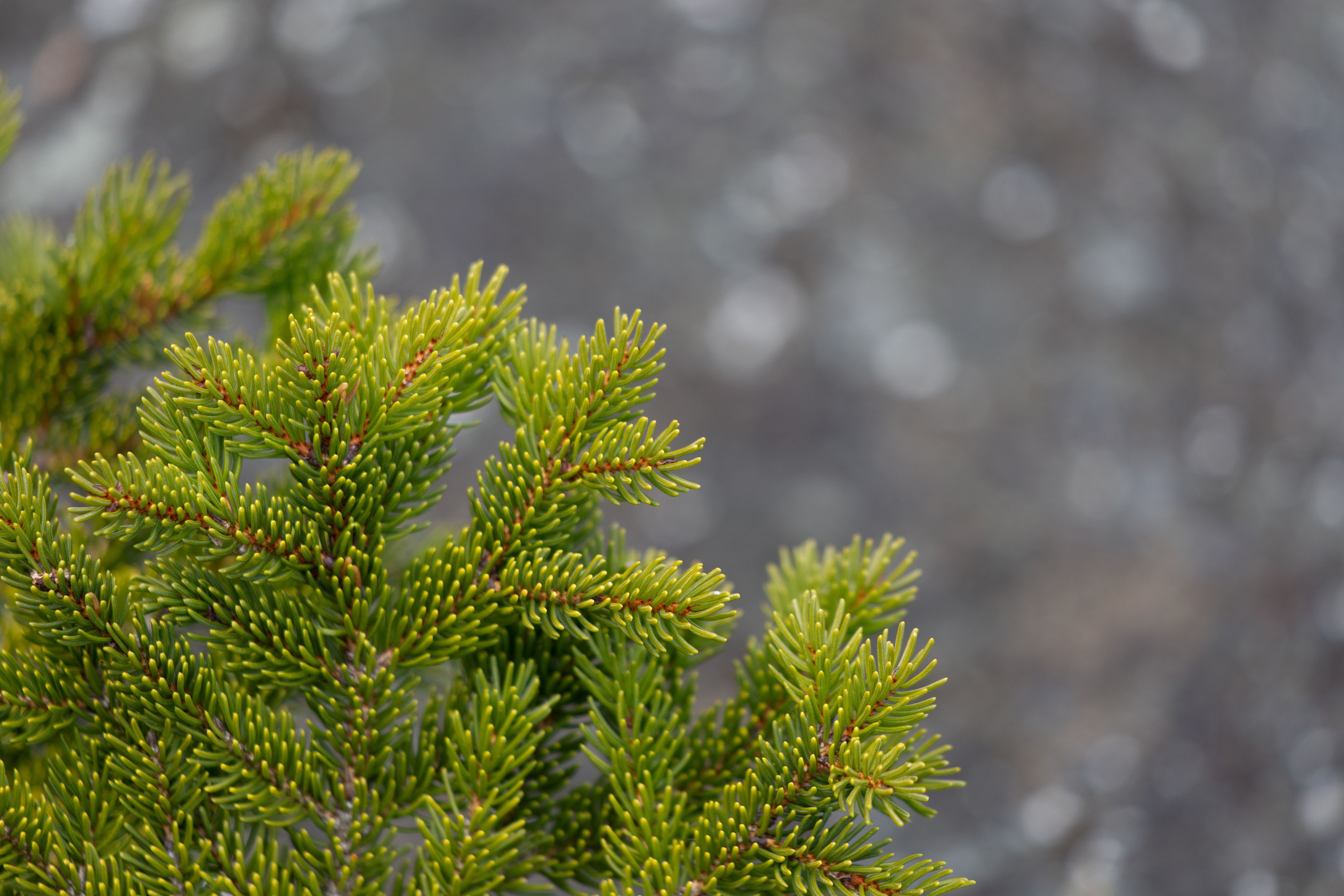 Green Lead Tree · Free Stock Photo