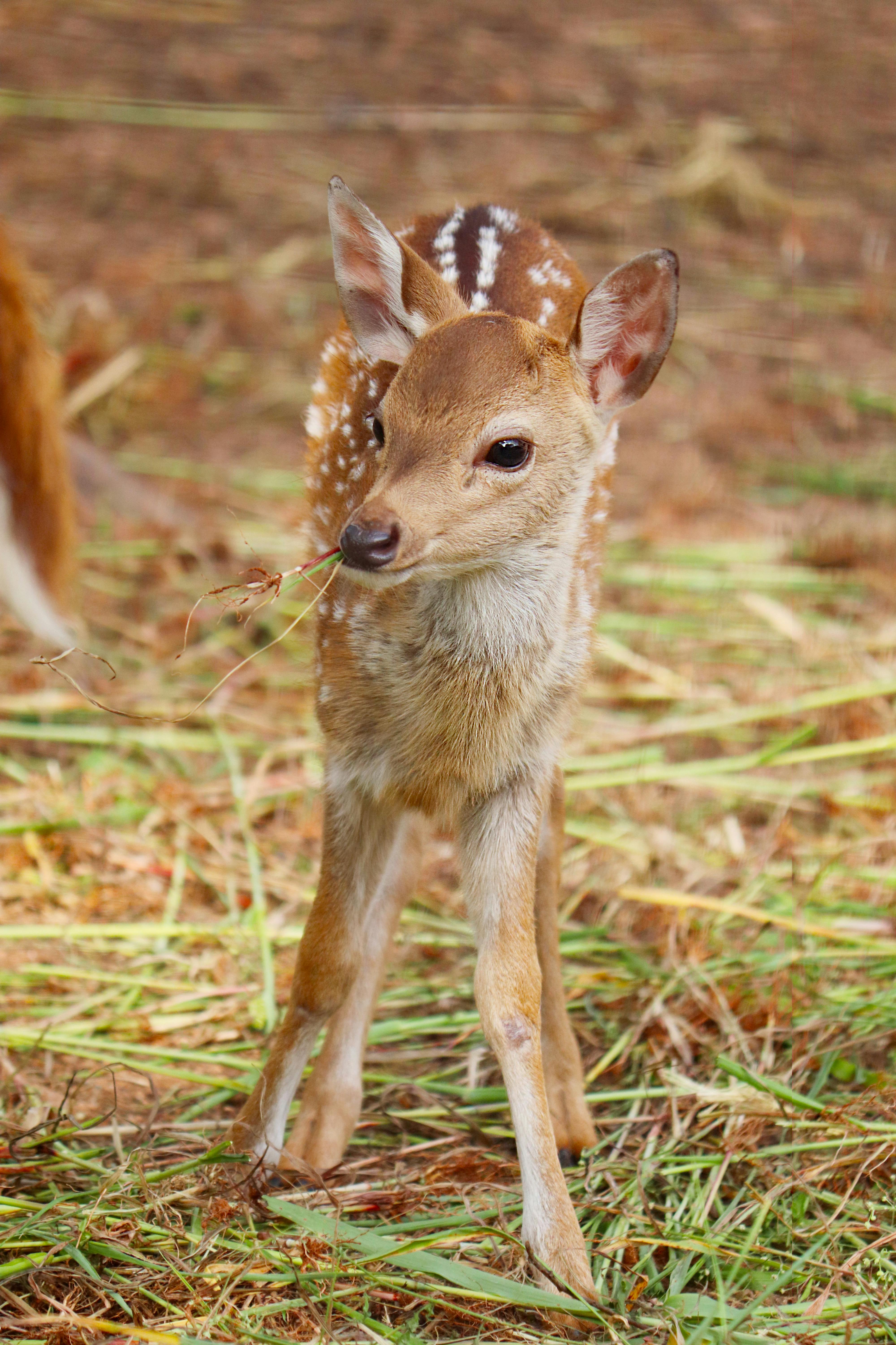 Fallow Deer Fawns Facts • Kids Animals Facts