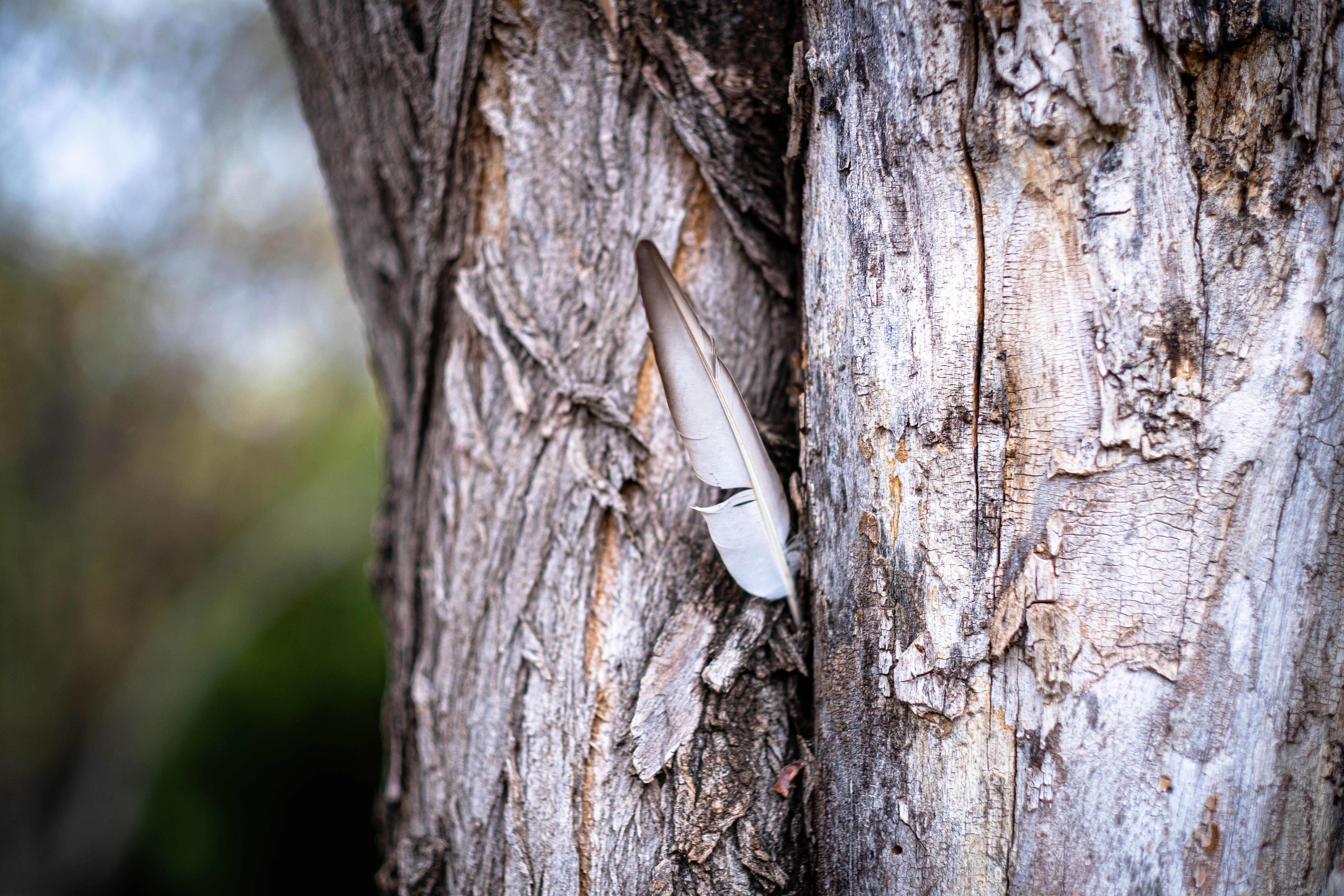 Stuck Tree Trunk Photos, Download The BEST Free Stuck Tree Trunk Stock ...
