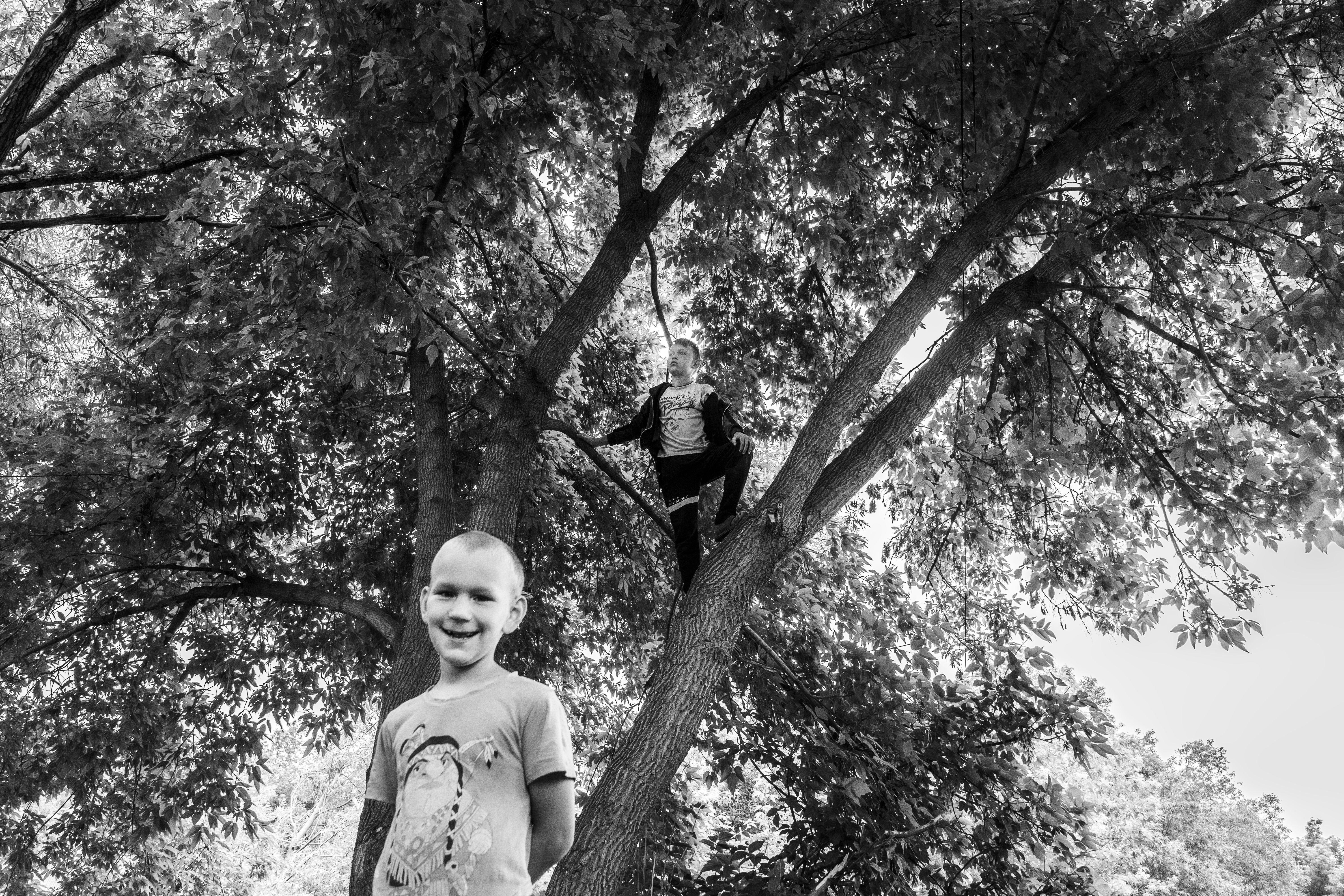 Kids Playing on a Tree · Free Stock Photo