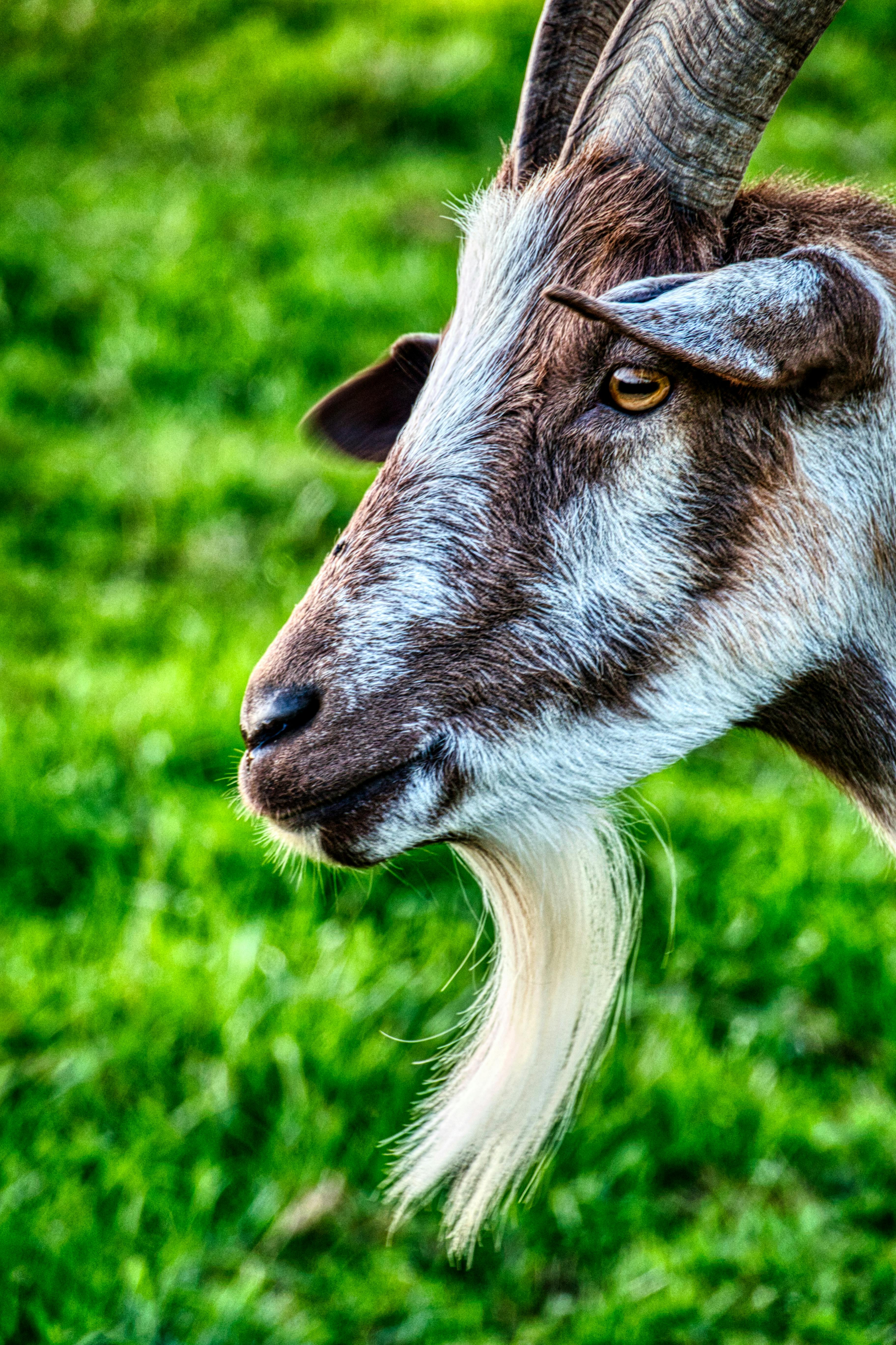 Close Up Photo of a Goat's Head · Free Stock Photo