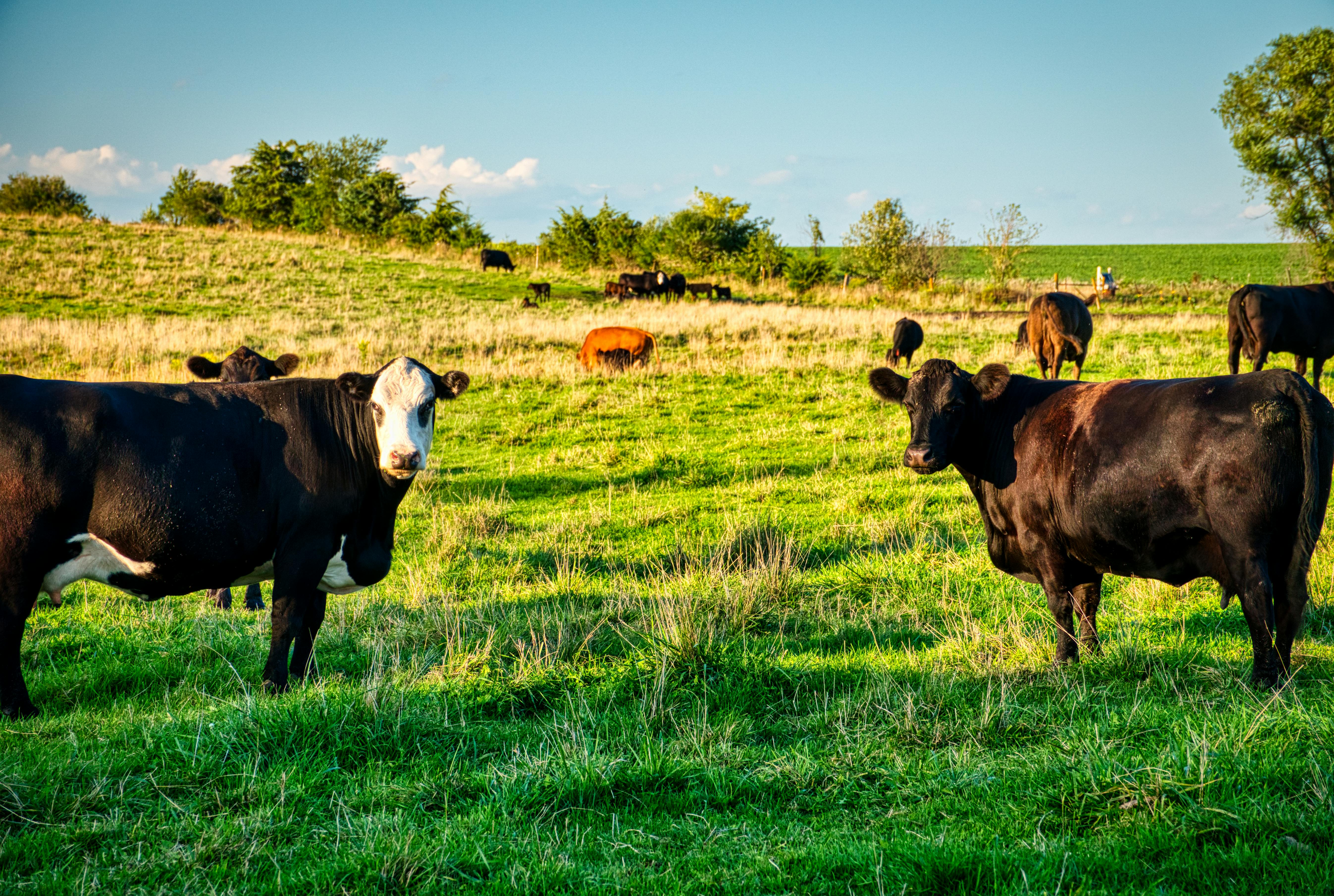 Cows on Green Grass Field · Free Stock Photo