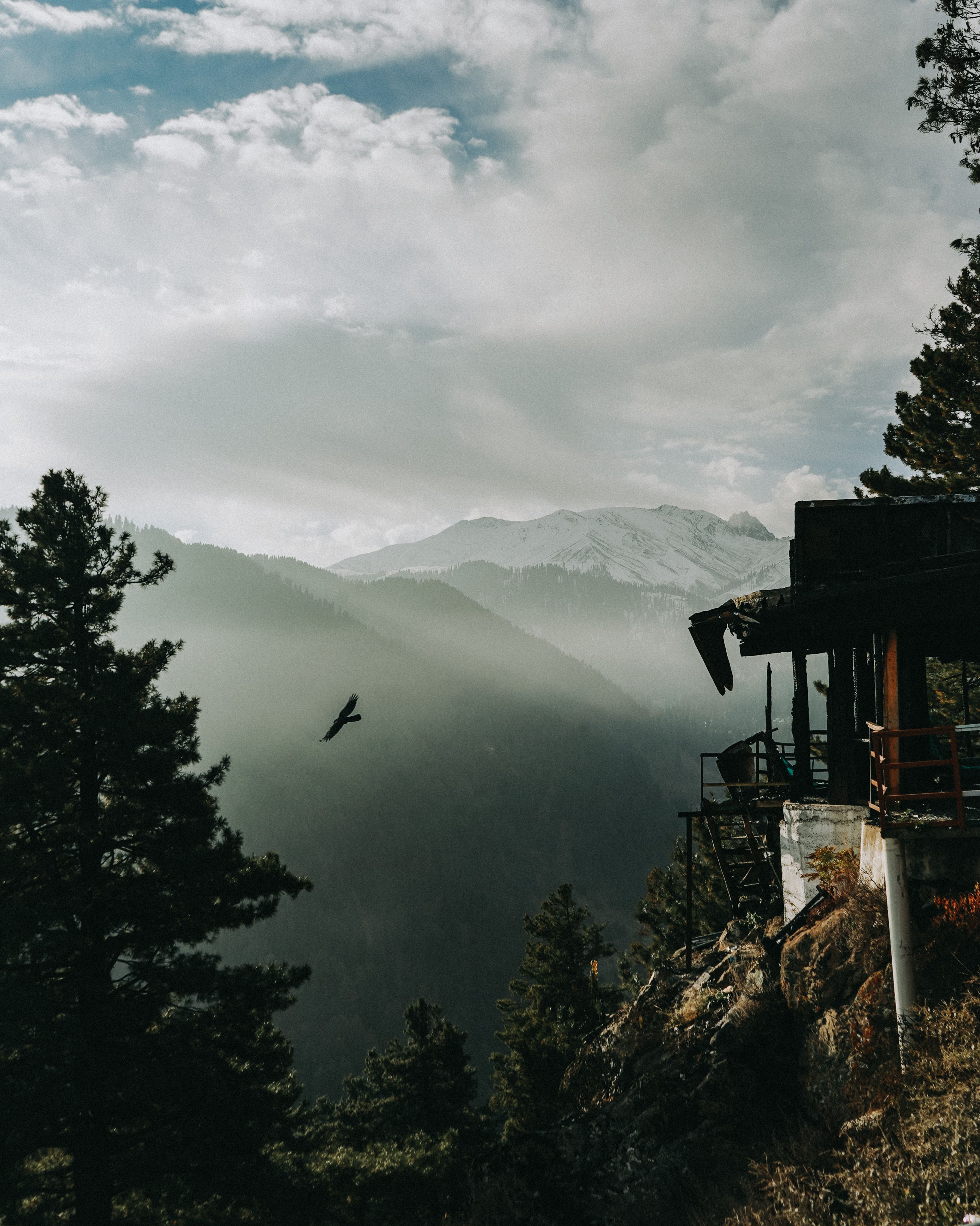 Bird Flying Over Green Trees on Mountain · Free Stock Photo