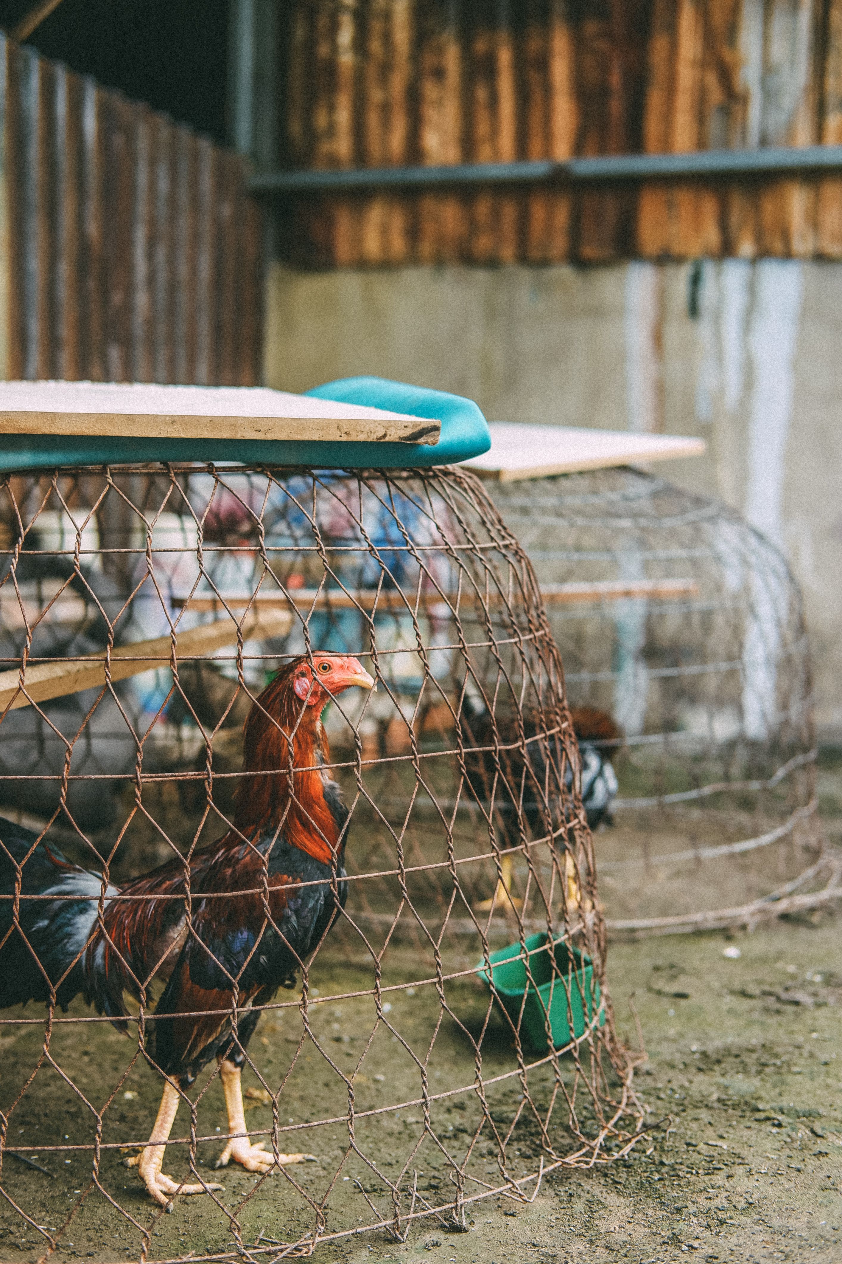 Chicken Wire House Photos, Download The BEST Free Chicken Wire House ...