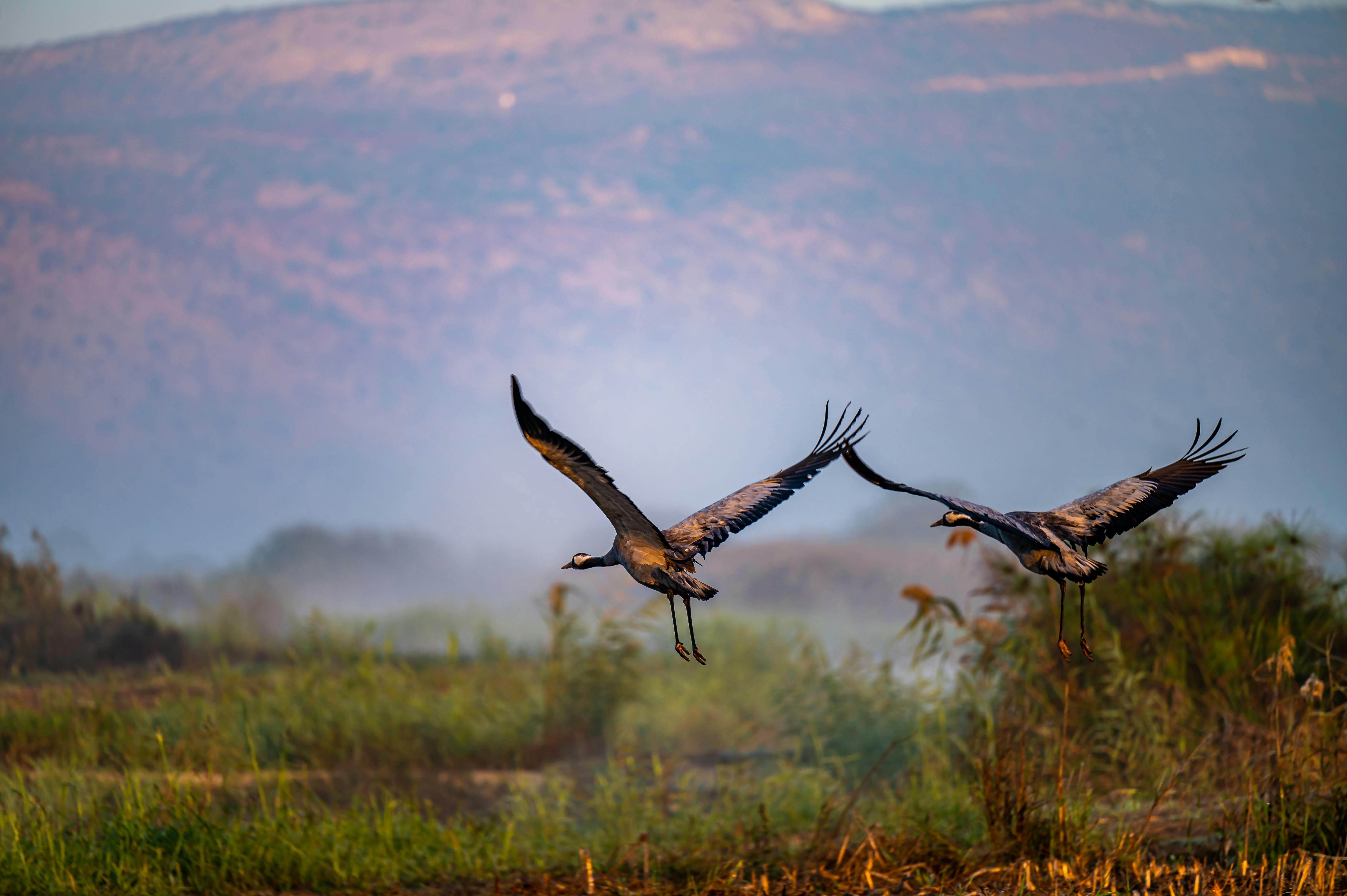 Flying Cranes Photos, Download The BEST Free Flying Cranes Stock Photos ...