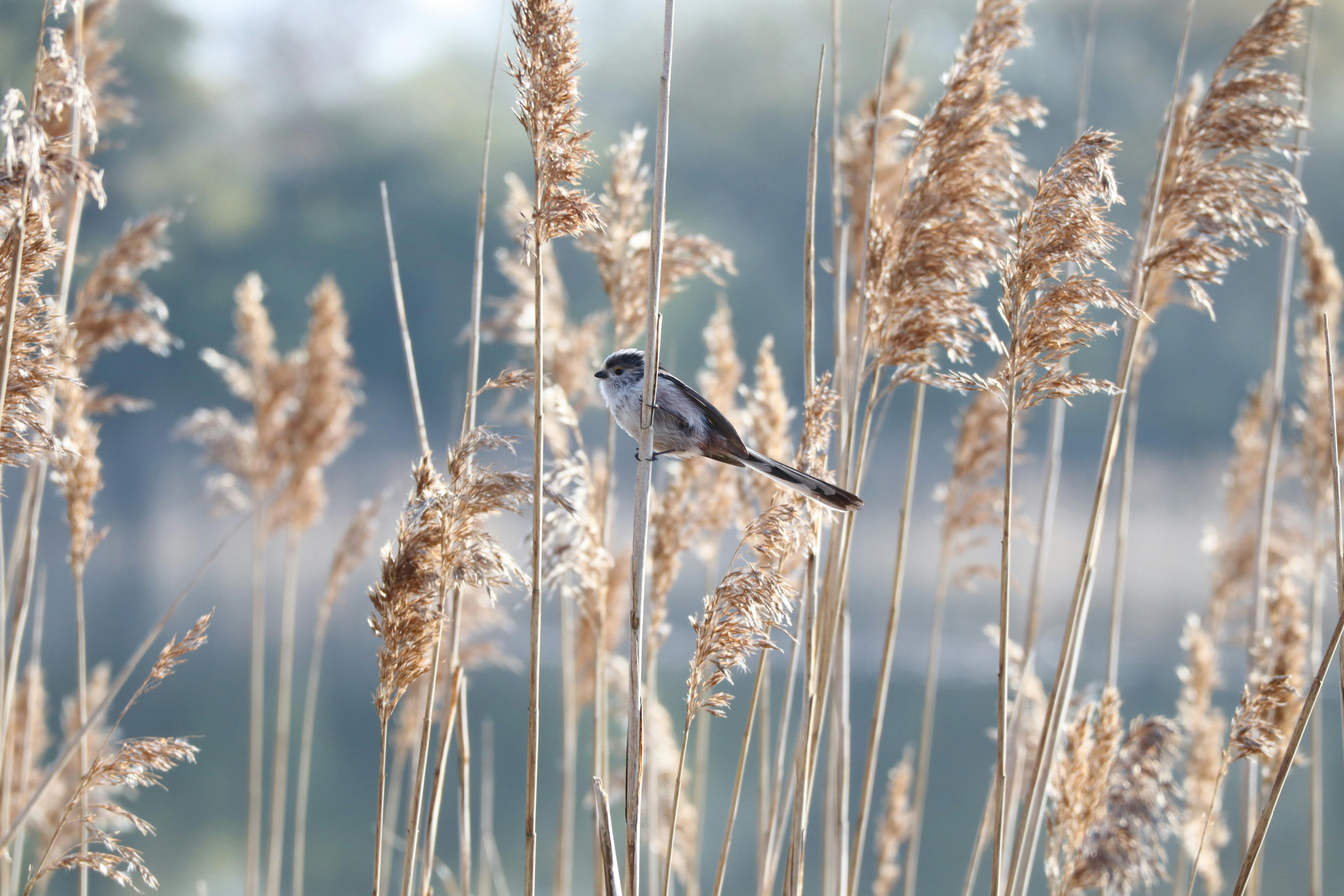 Close-Up of Dried Reeds · Free Stock Photo