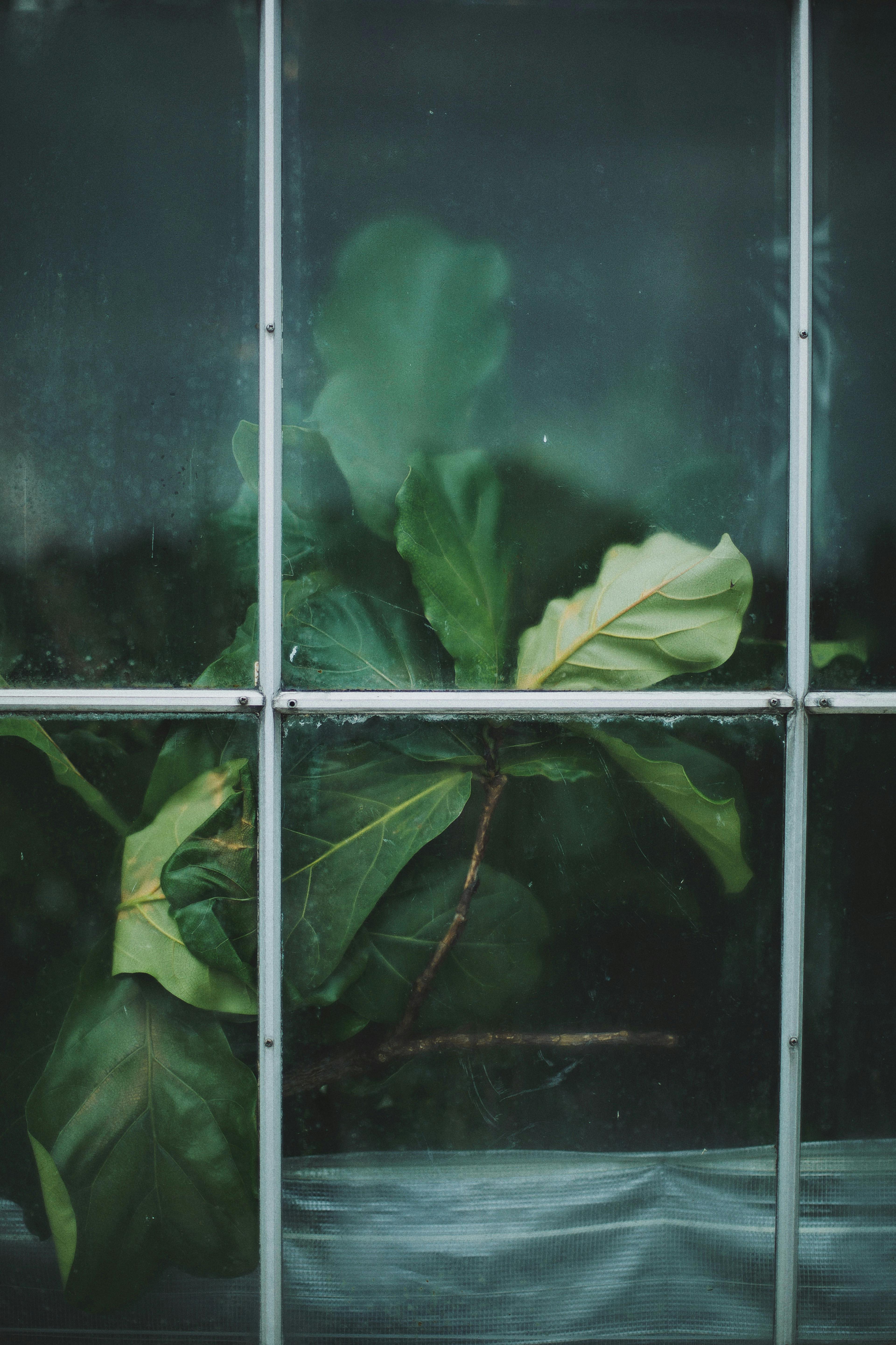 Tropical Plant in Botanical Garden Window · Free Stock Photo