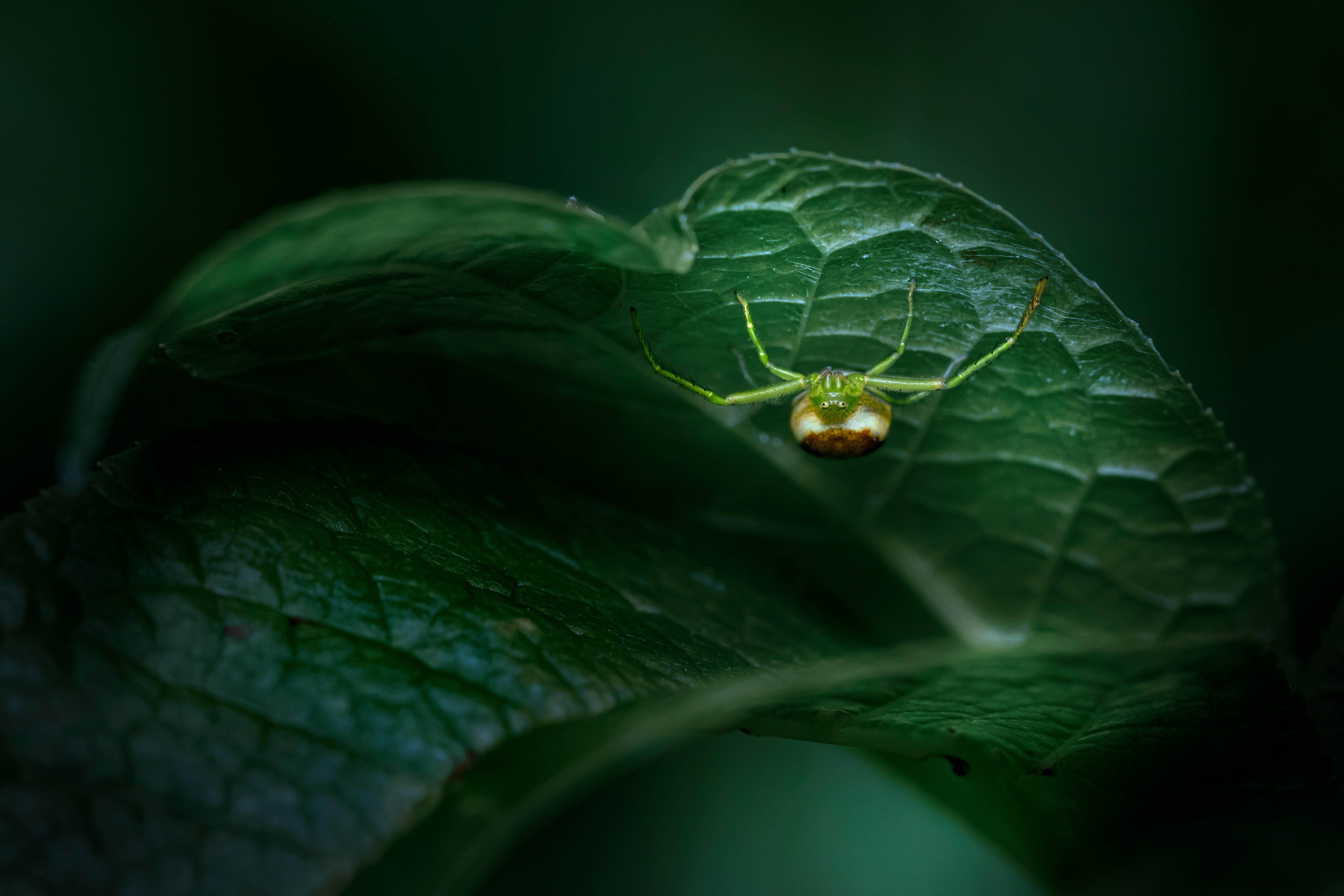 Macro Photography of Ladybug on a Leaf · Free Stock Photo